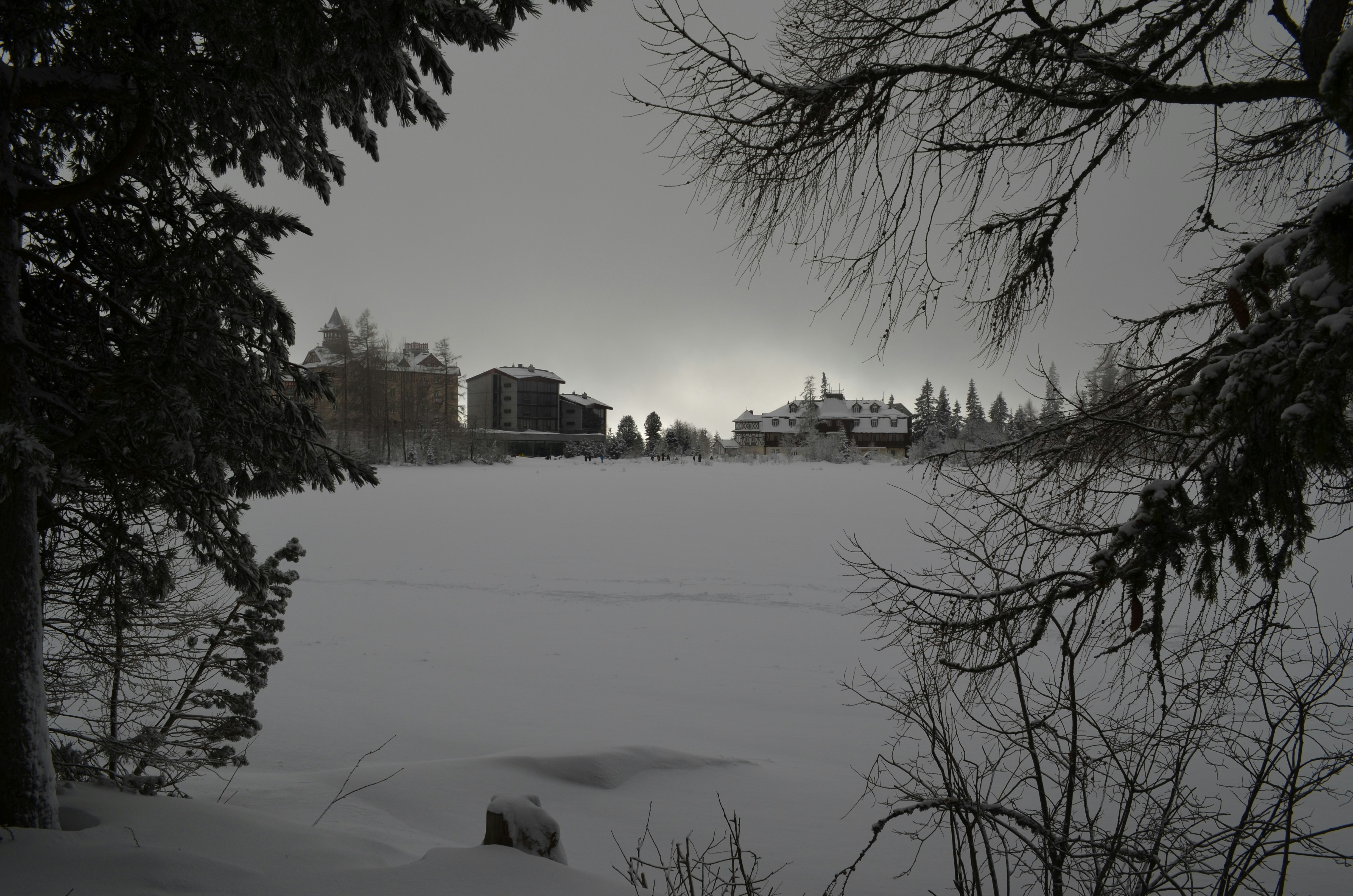 Whispers of Winter: Framed by Nature's Silhouettes