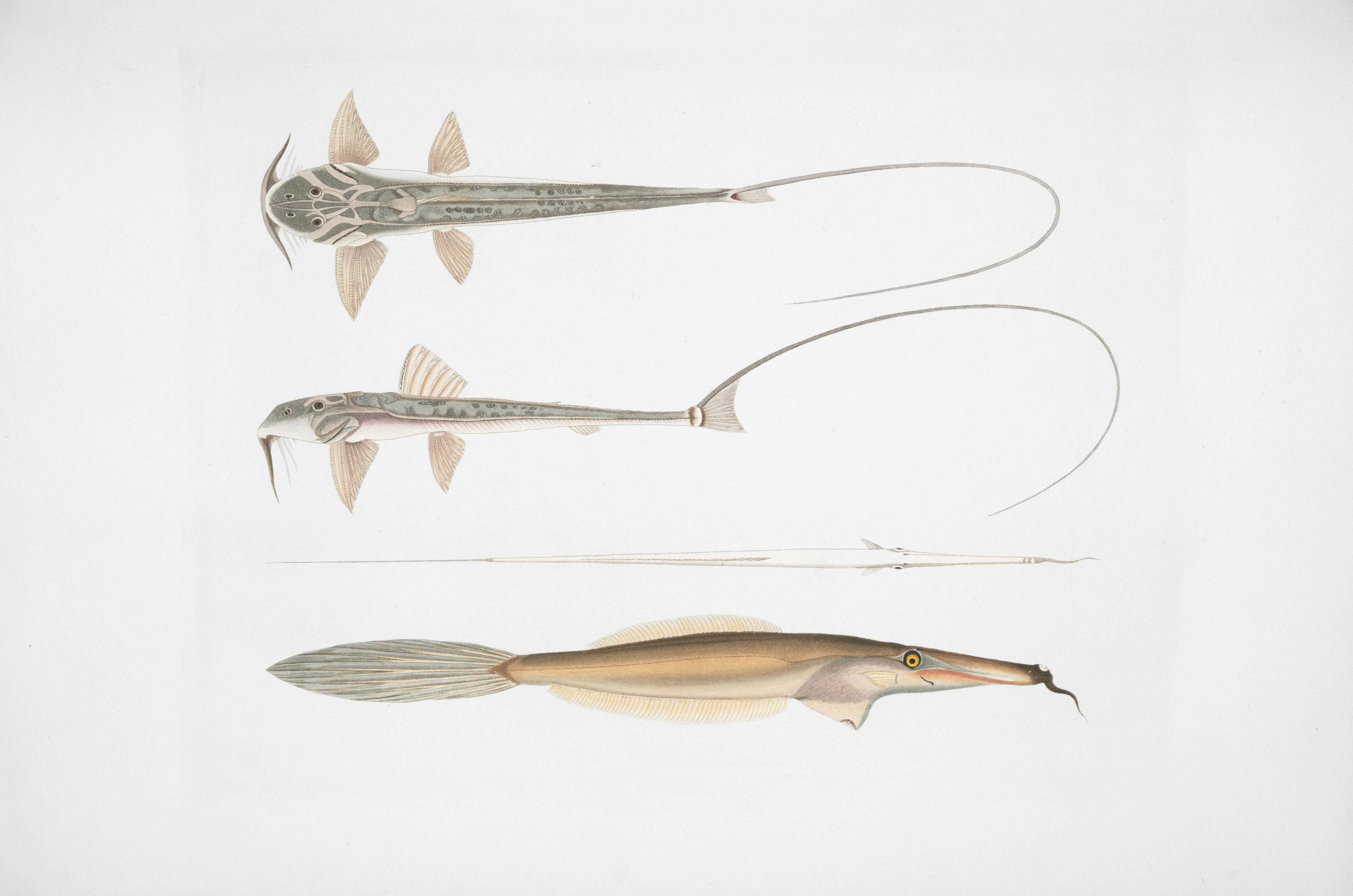 Una pareja de peces que están sentados en una mesa foto – Imagen de ...