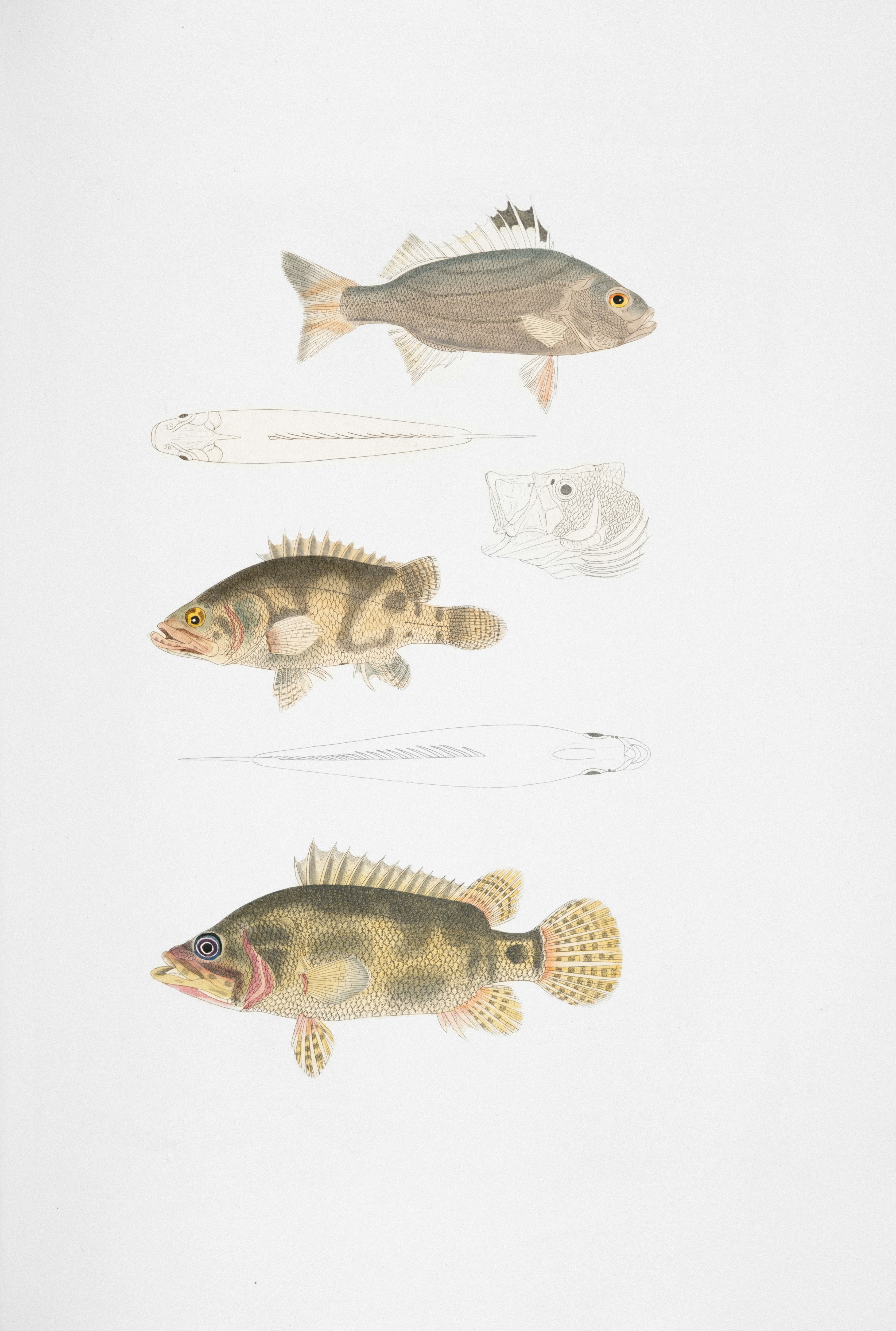 Types De Poissons