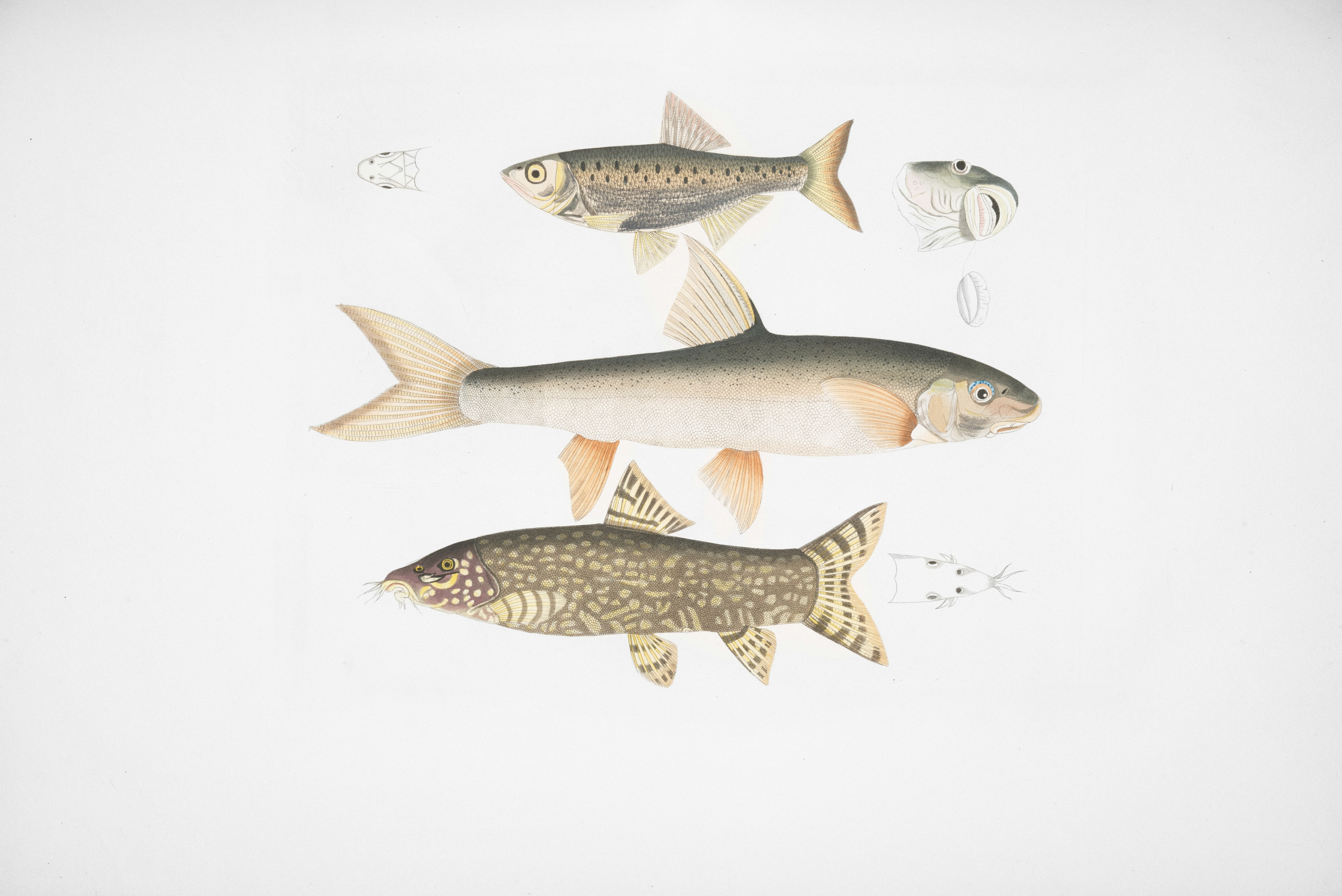 Trois types différents de poissons affichés sur fond blanc photo ...