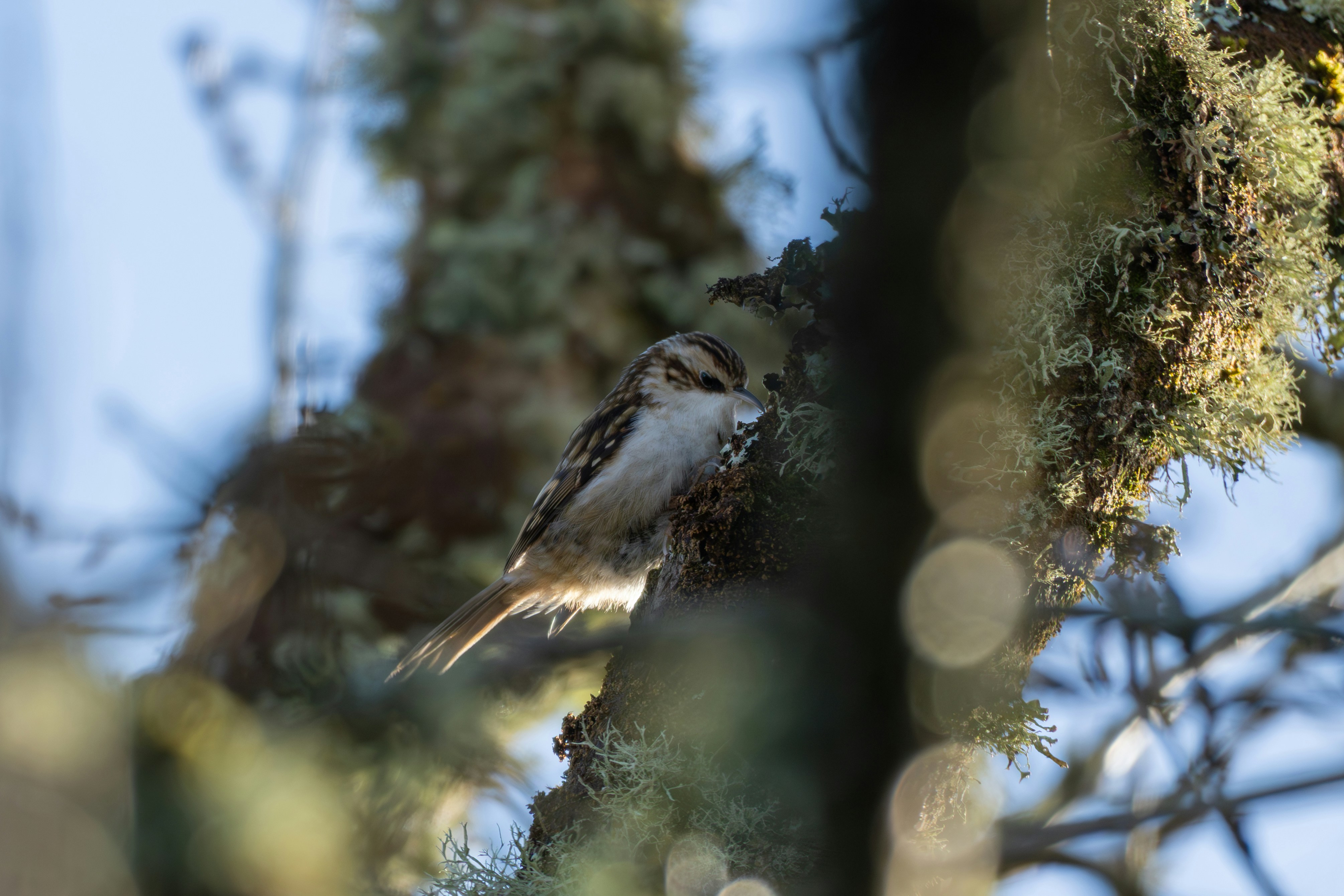A small bird perched on a tree branch photo – Free Wales Image on Unsplash