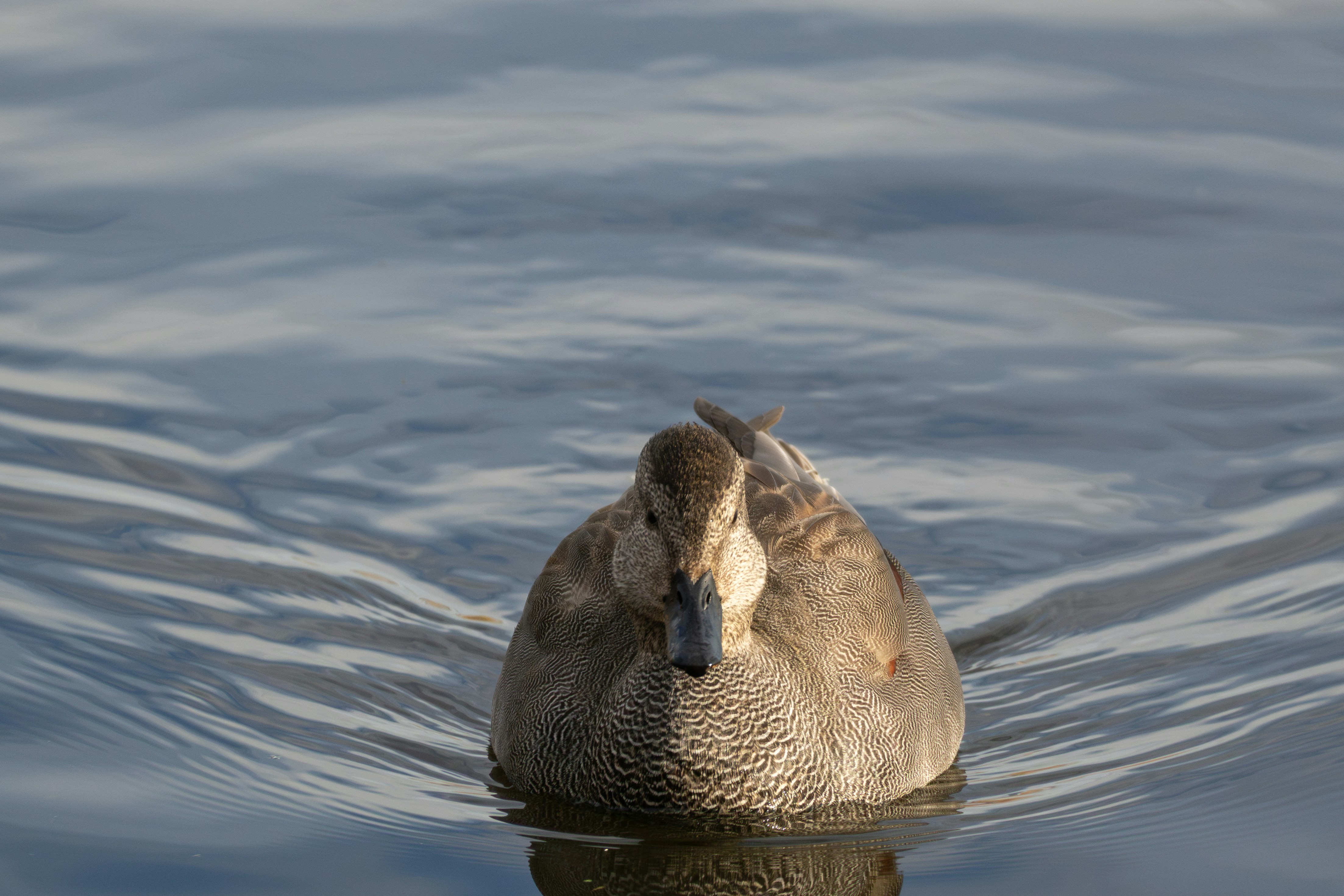 A duck floating on top of a body of water photo – Free Wales Image on ...