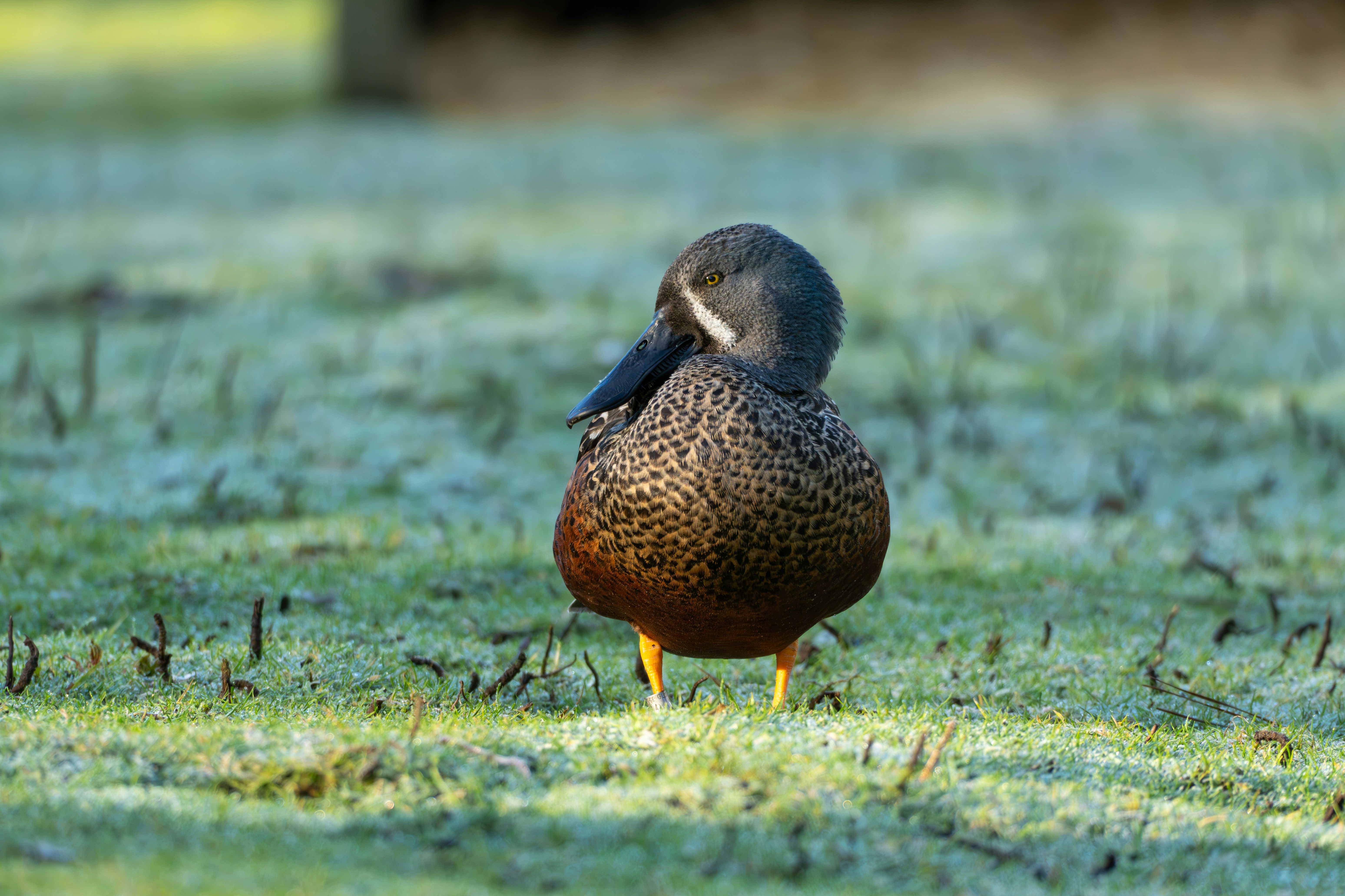 Frosted Dawn: Duck's Quiet Repose