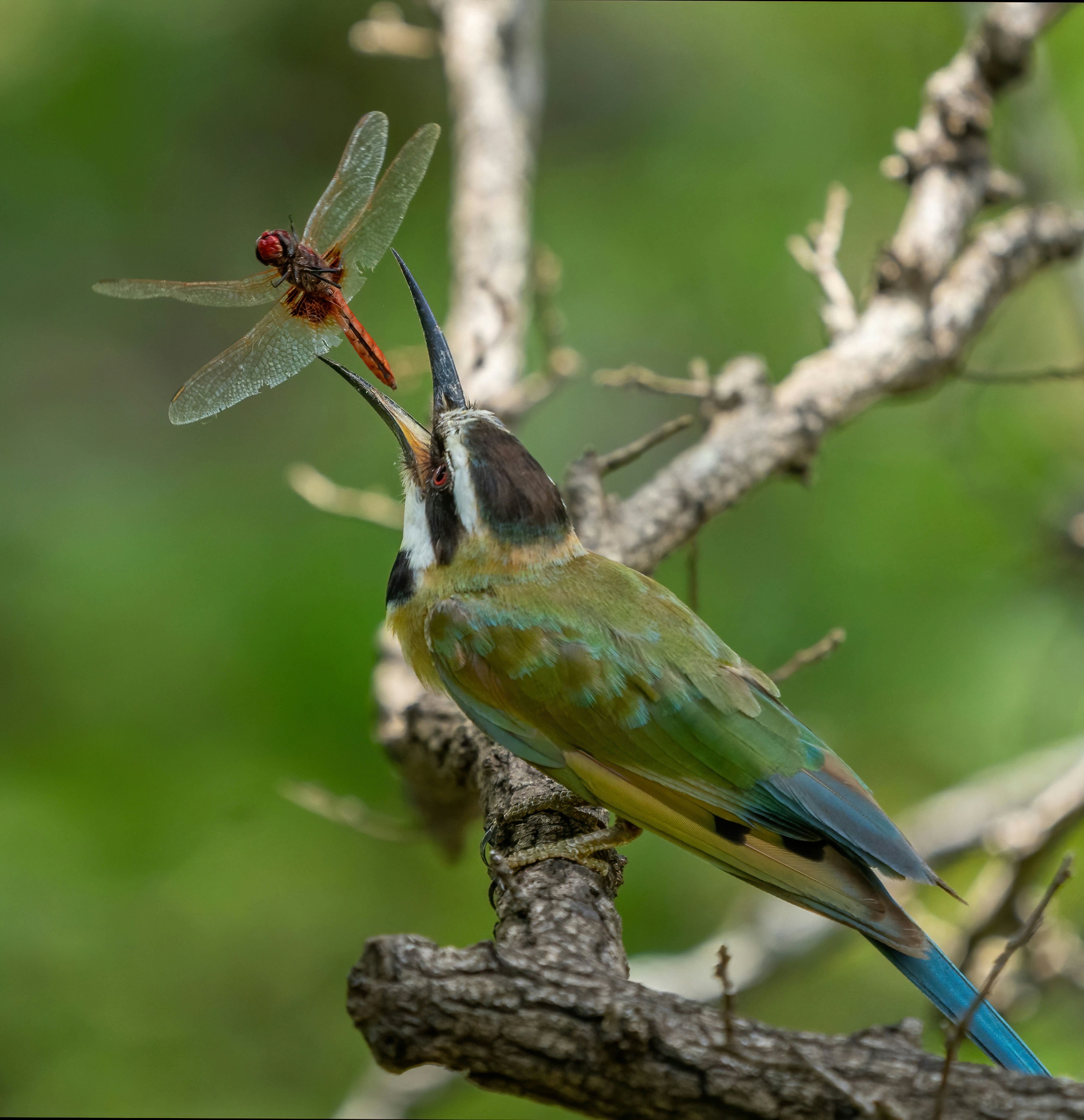 Photo by Bob Brewer with Sony Alpha 9