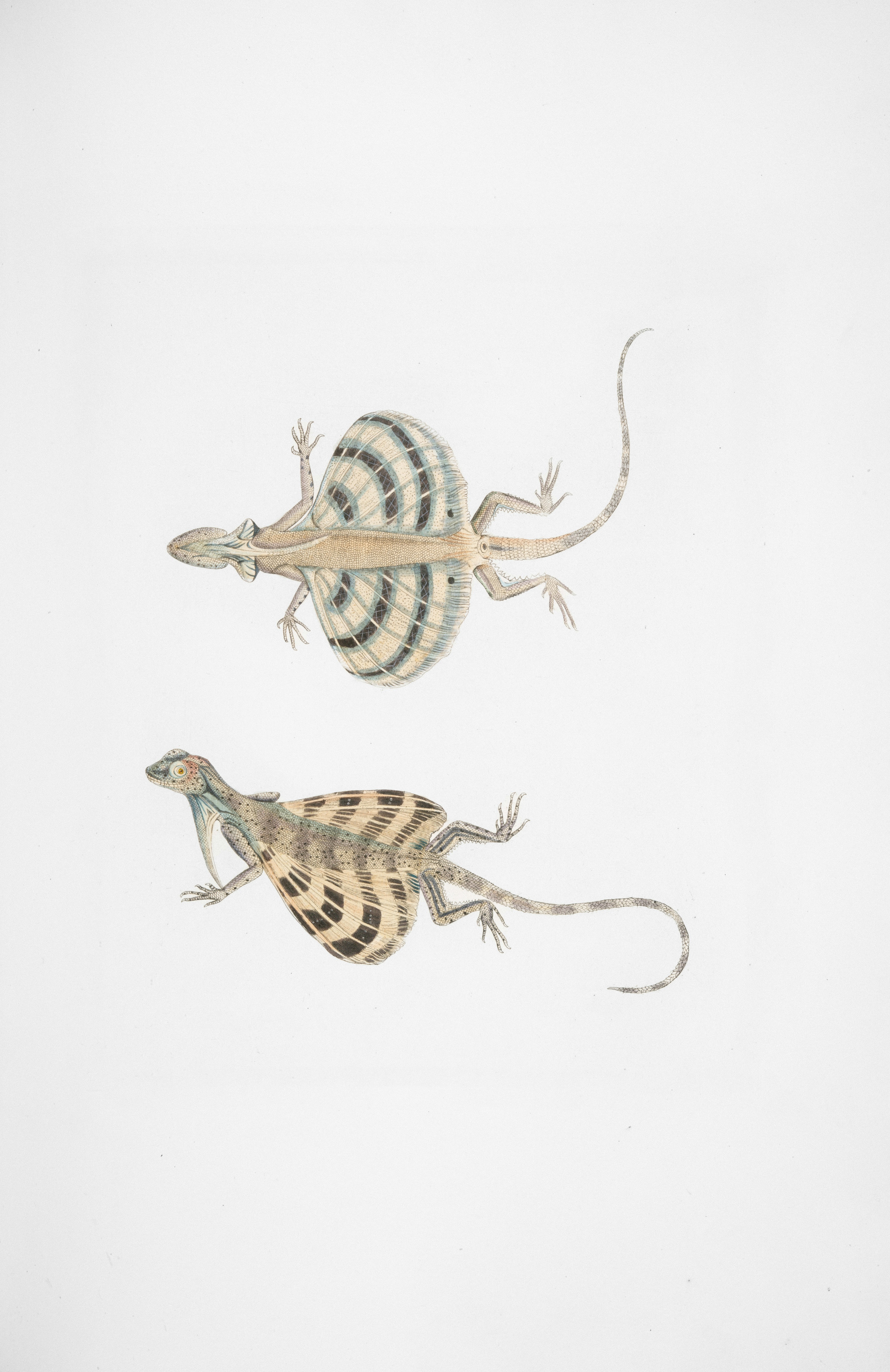 Un par de lagartijas sentadas una al lado de la otra foto – Imagen de ...