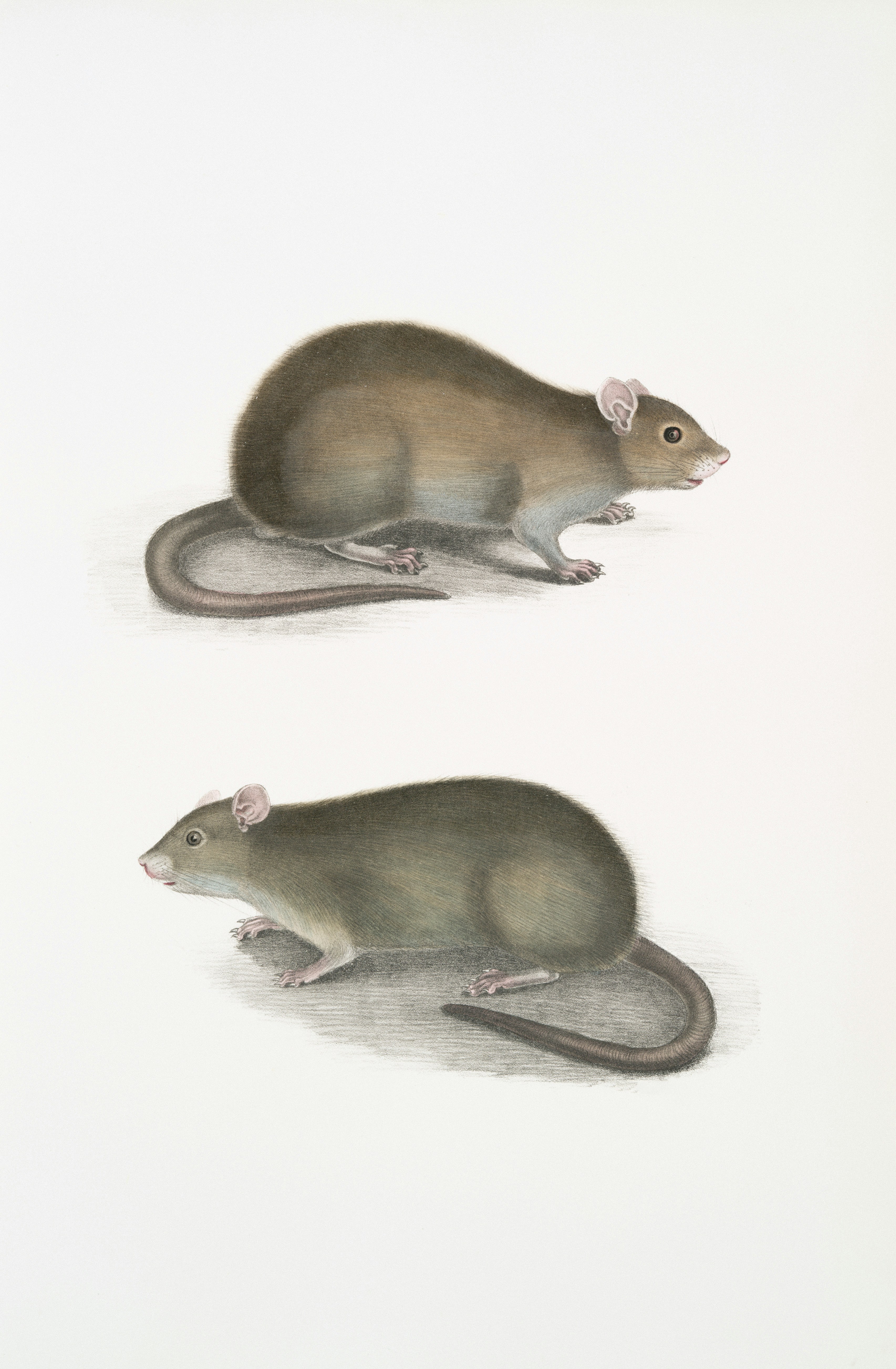 Funny Mice Pictures | Download Free Images on Unsplash