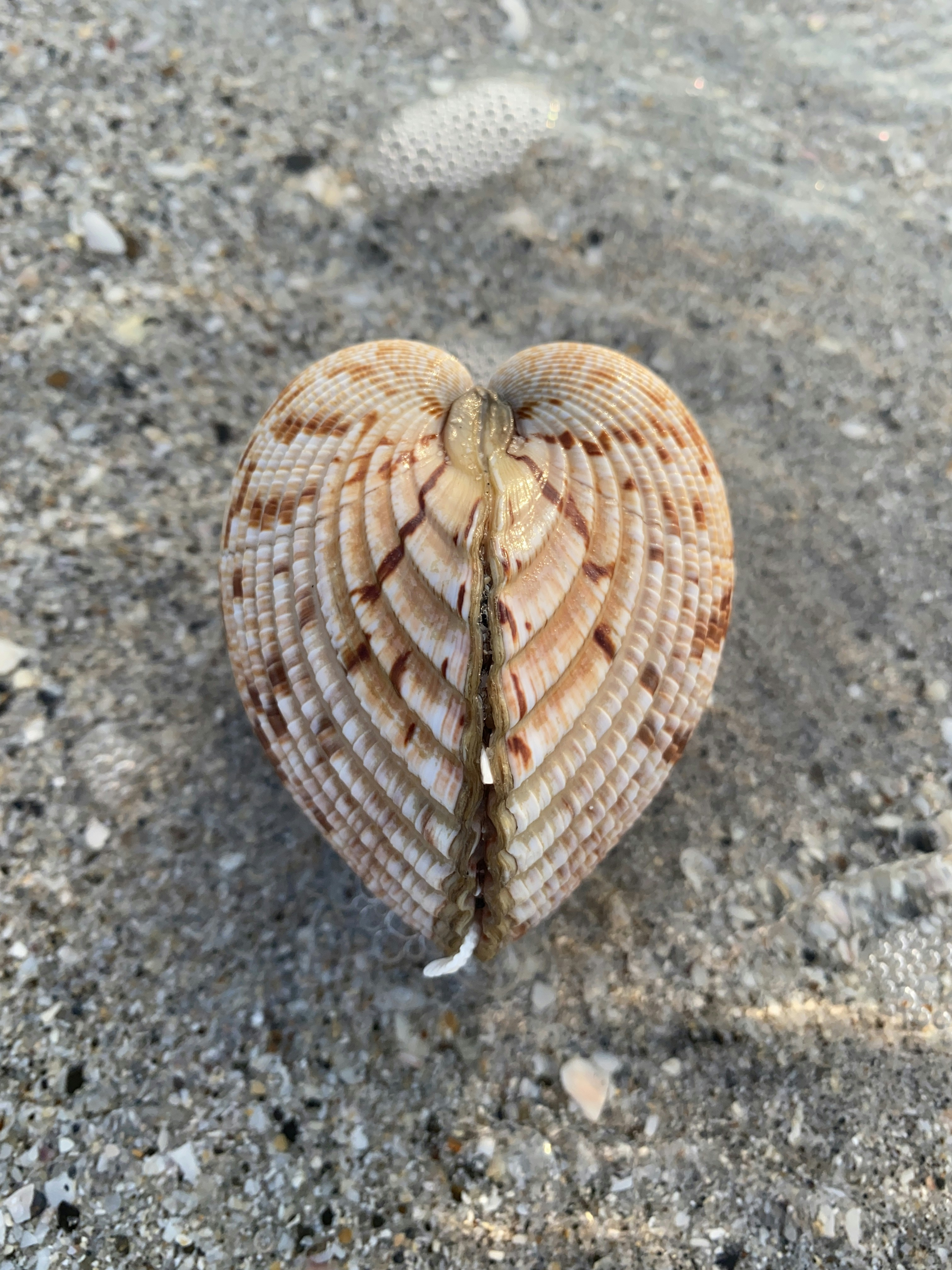 A heart shaped shell on a sandy beach photo – Free Stump pass Image on ...