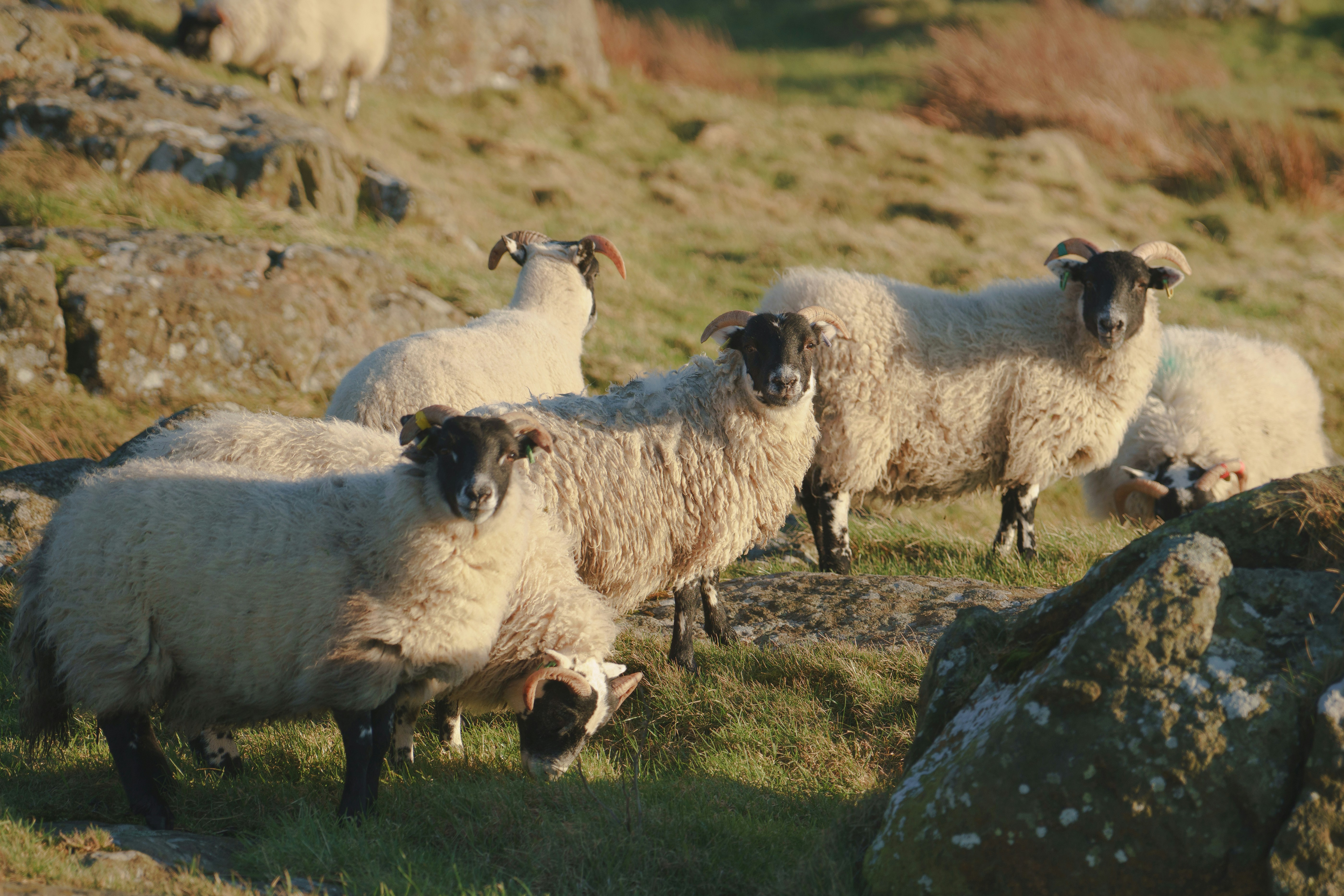 Woolly Guardians of the Hillside
