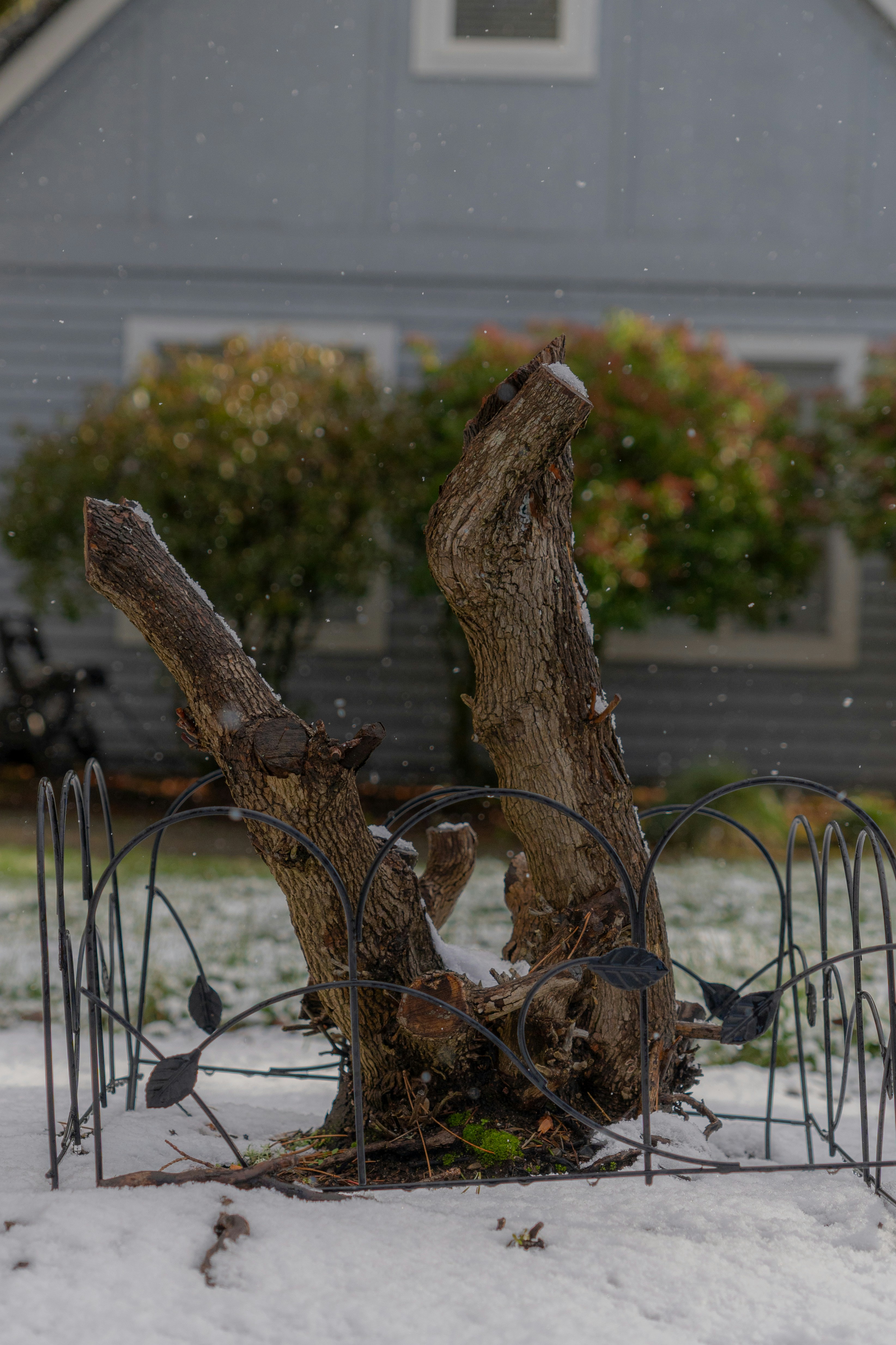 Snow-dusted pruned shrub encircled by wrought-iron fence in a suburban yard