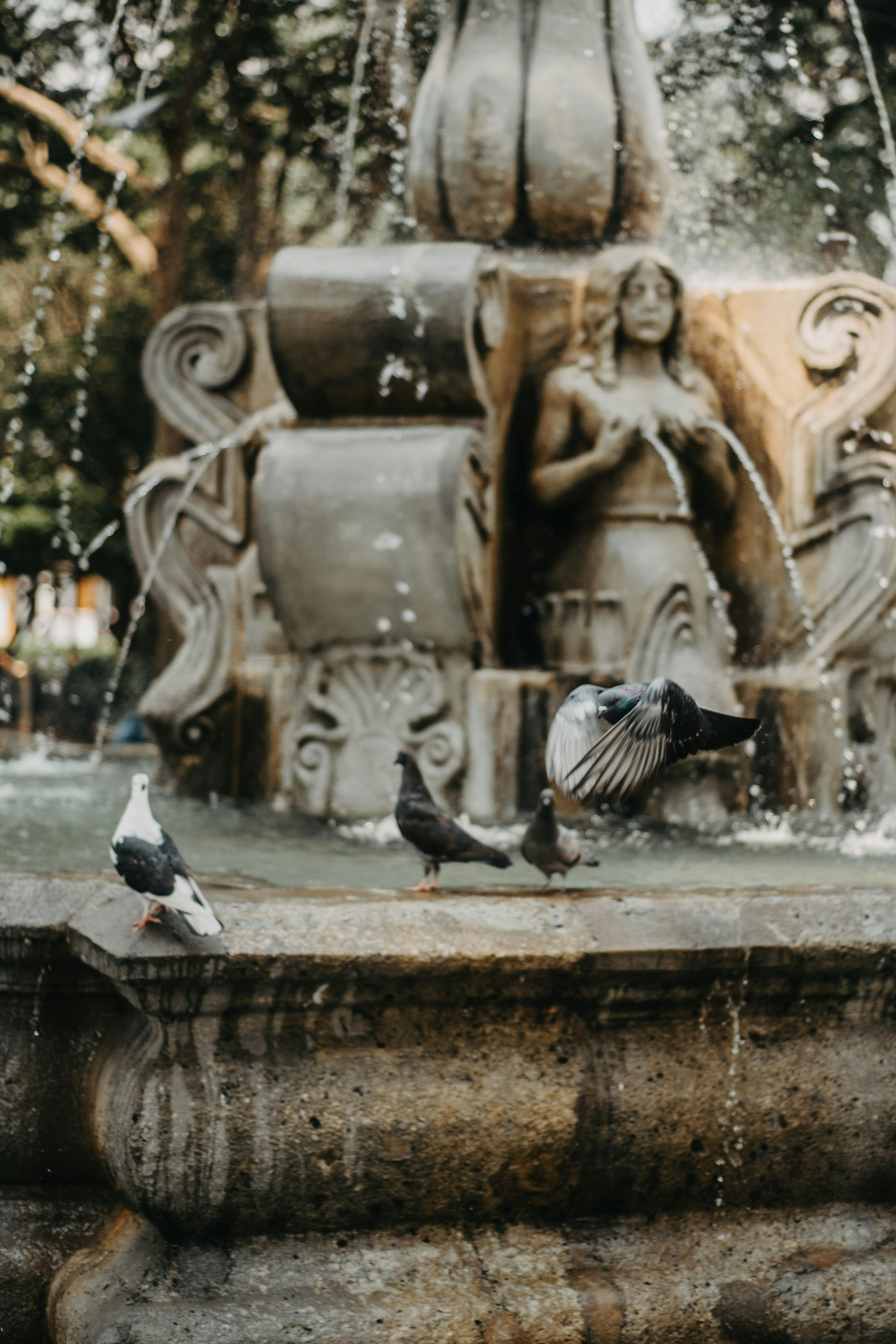 Stone Muse at the Fountain: Pigeons, Water, and Weathered Grace