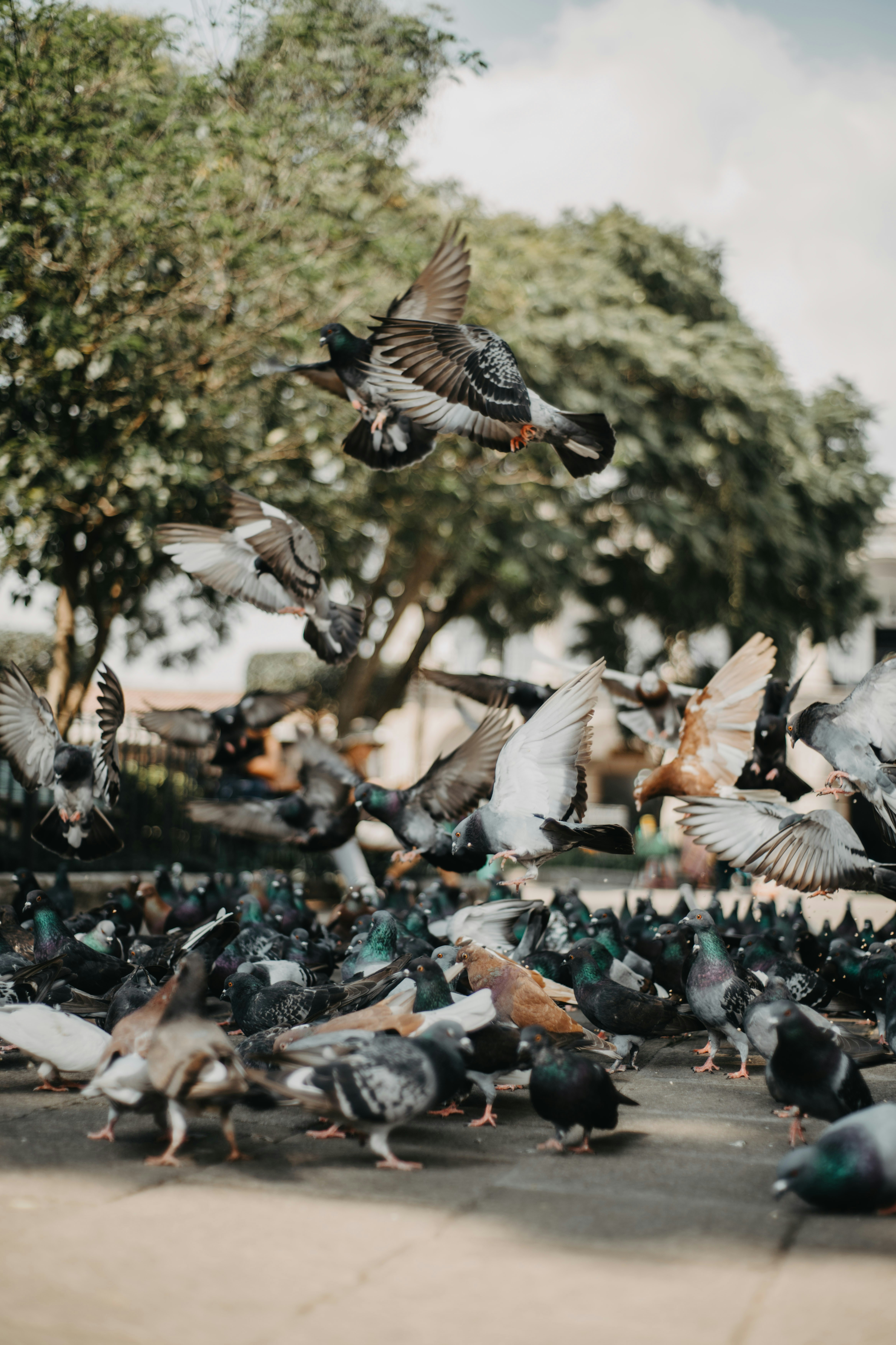 A flock of birds flying over a sidewalk photo – Free Animal Image on ...