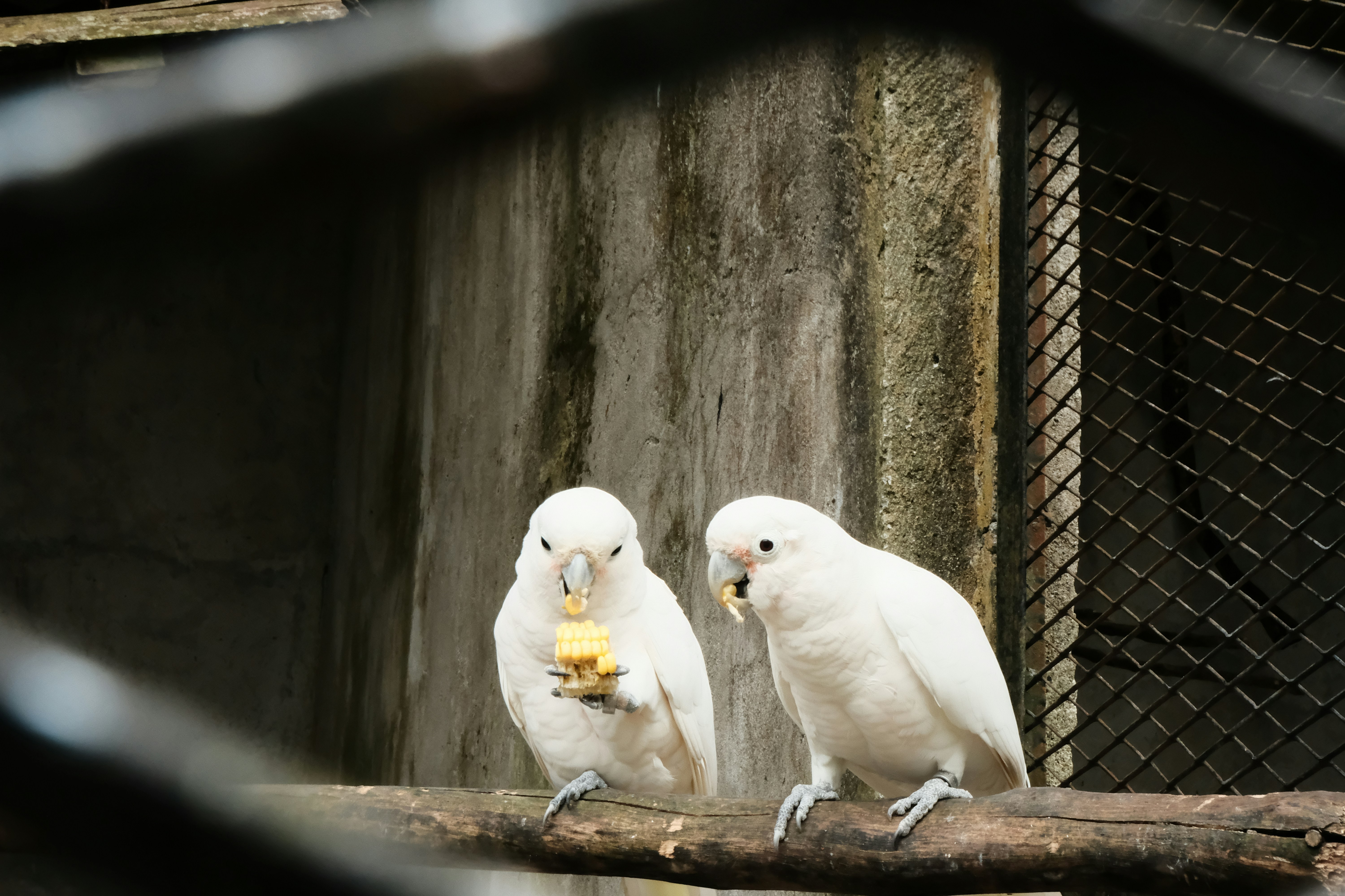 Two white cockatoos perched on a branch, one nibbling on a snack within a softly lit enclosure.