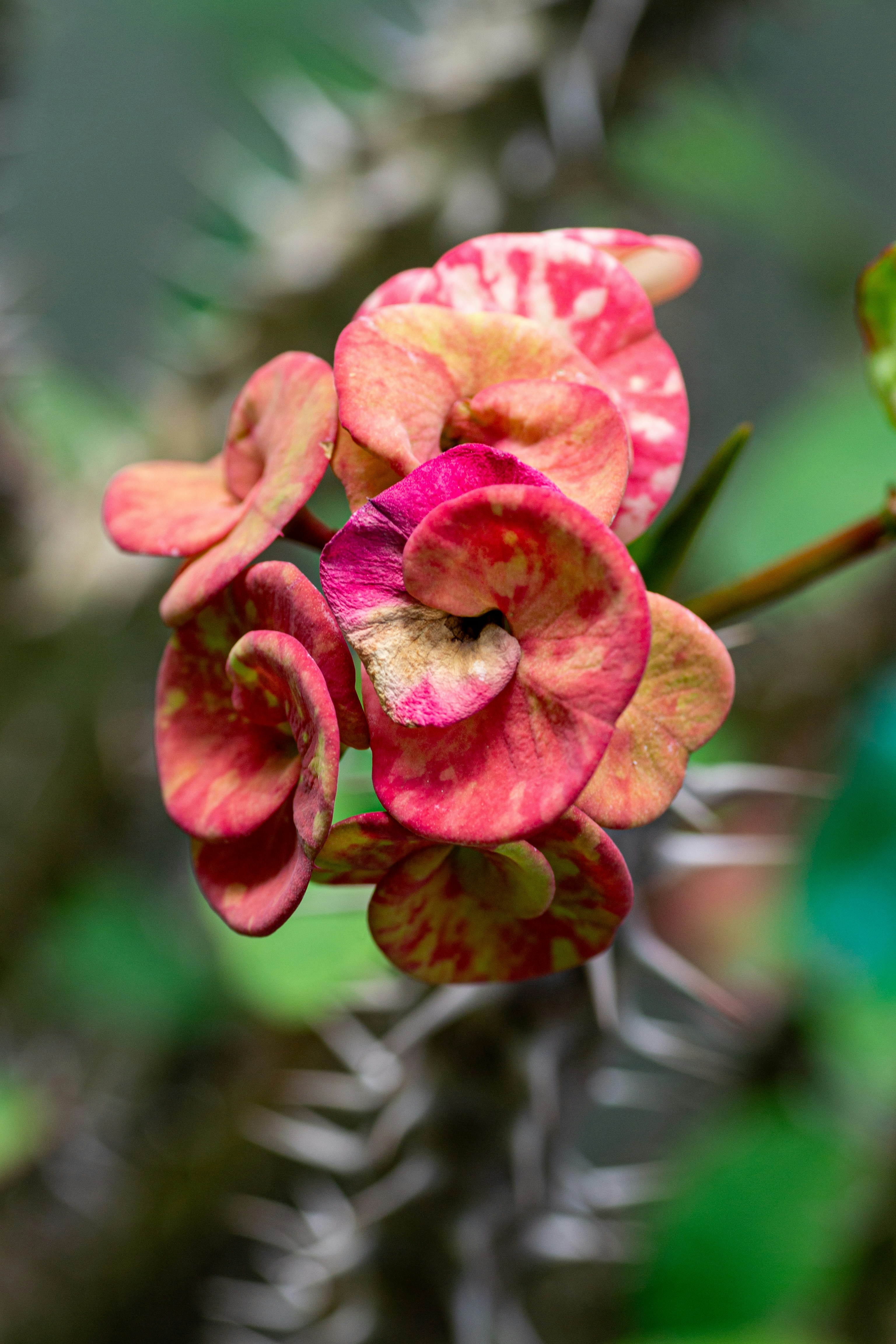 Rosy Spiral Rosettes on a Thorny Stem