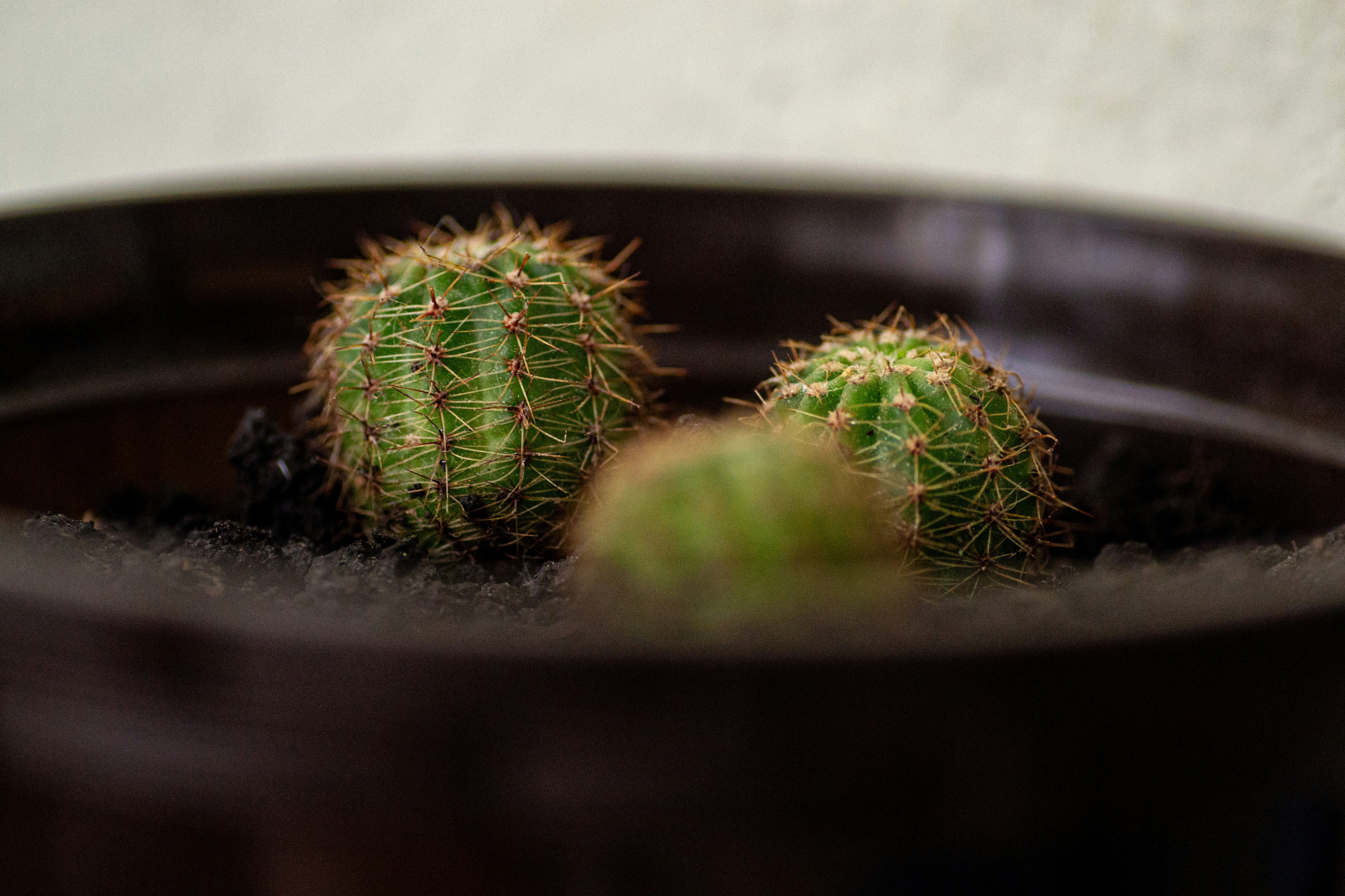 Macro Portrait: Desert Spheres Nestled in a Shadowed Pot