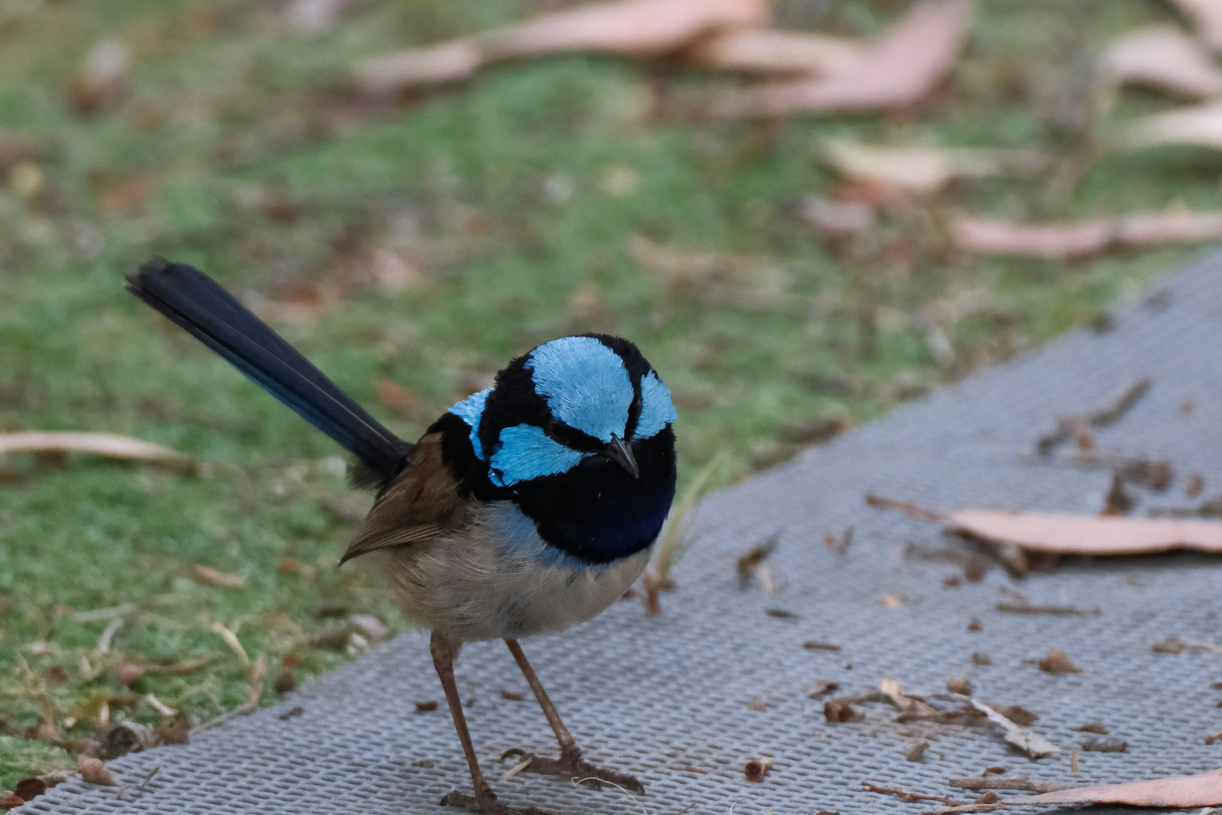 Azure Crowned Fairy-Wren on a Mossy Path