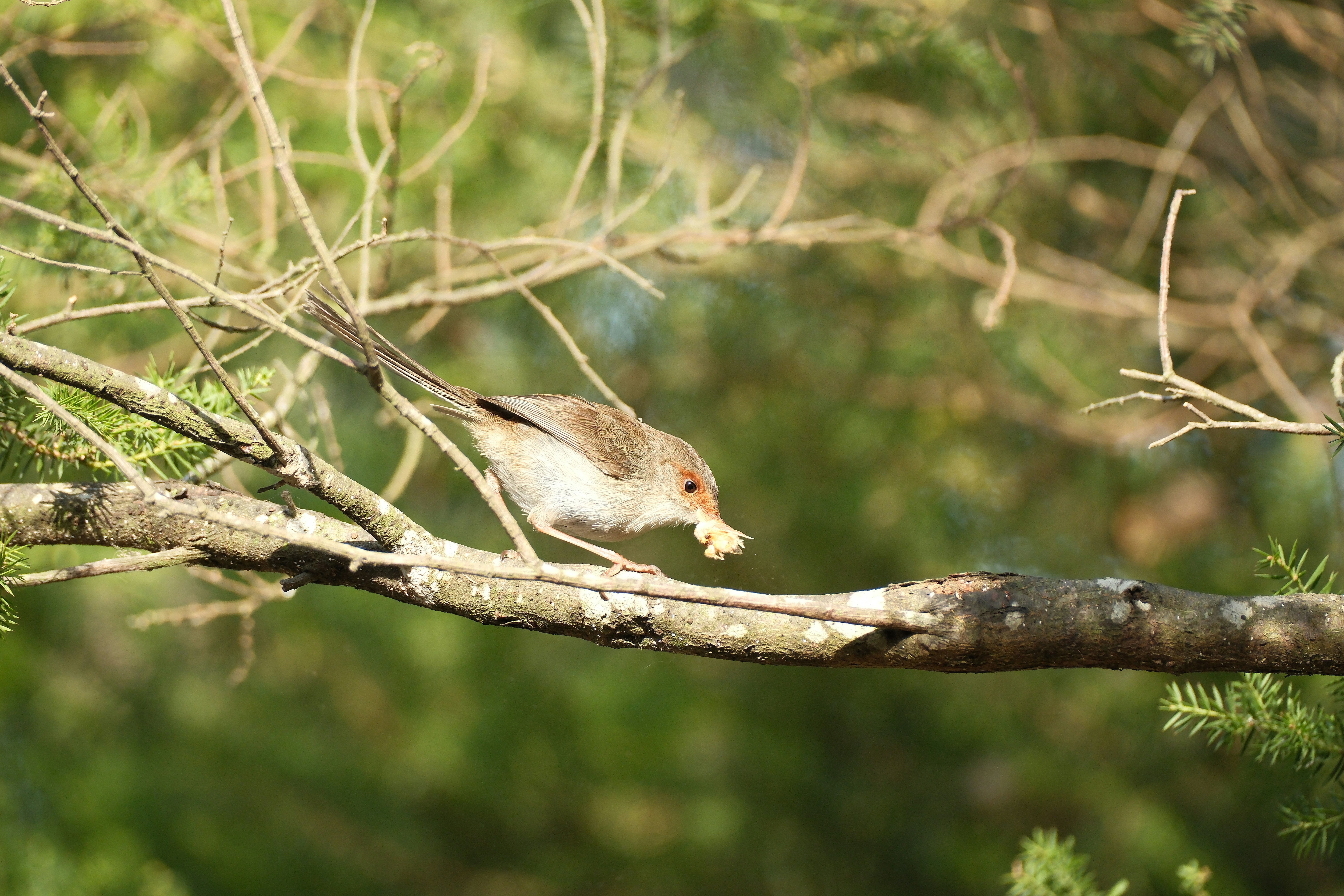 Balancing Act: Nut in Beak On a Sunlit Branch