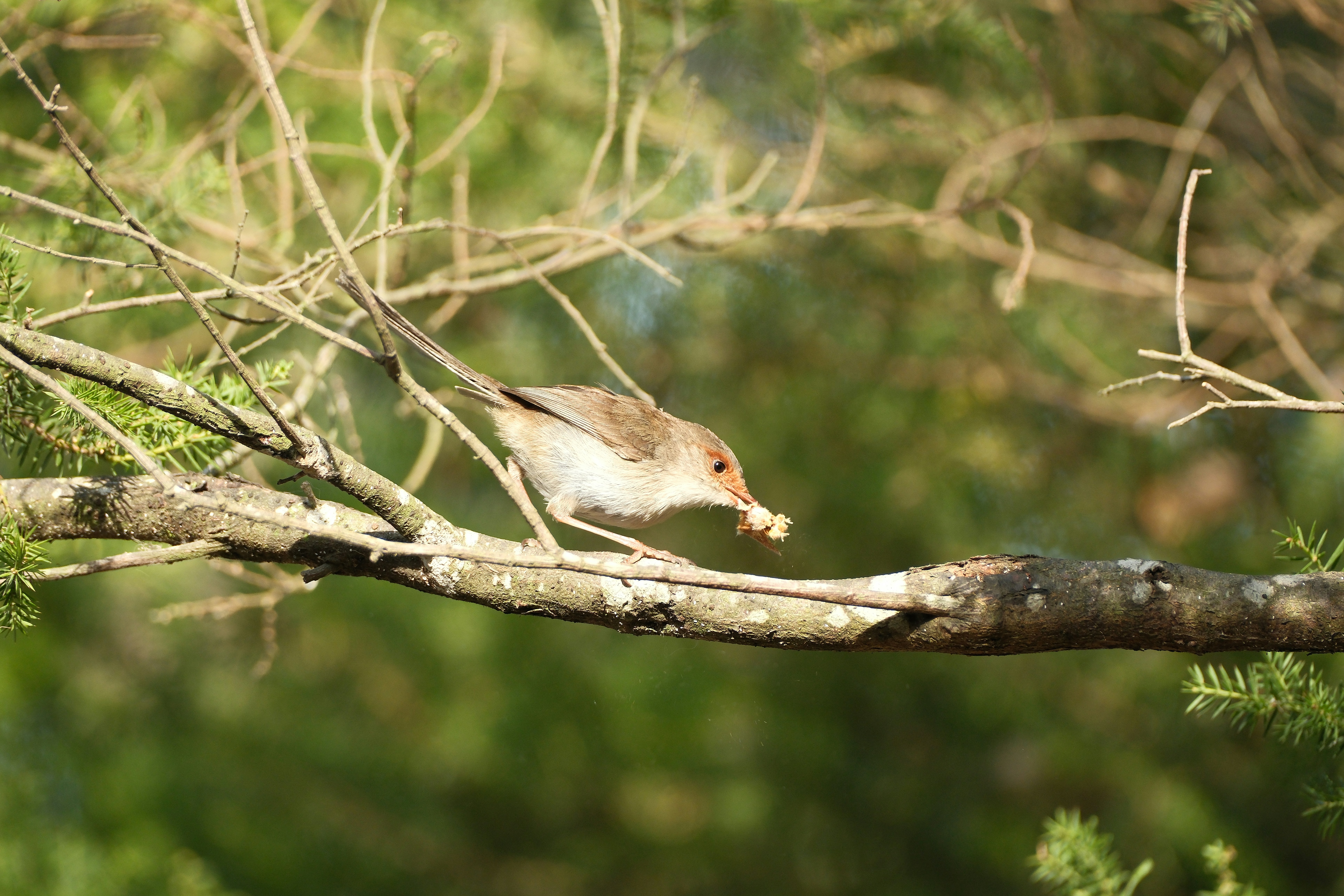 Crumb-Bearing Perch: A Tiny Songbird in Sunlit Light