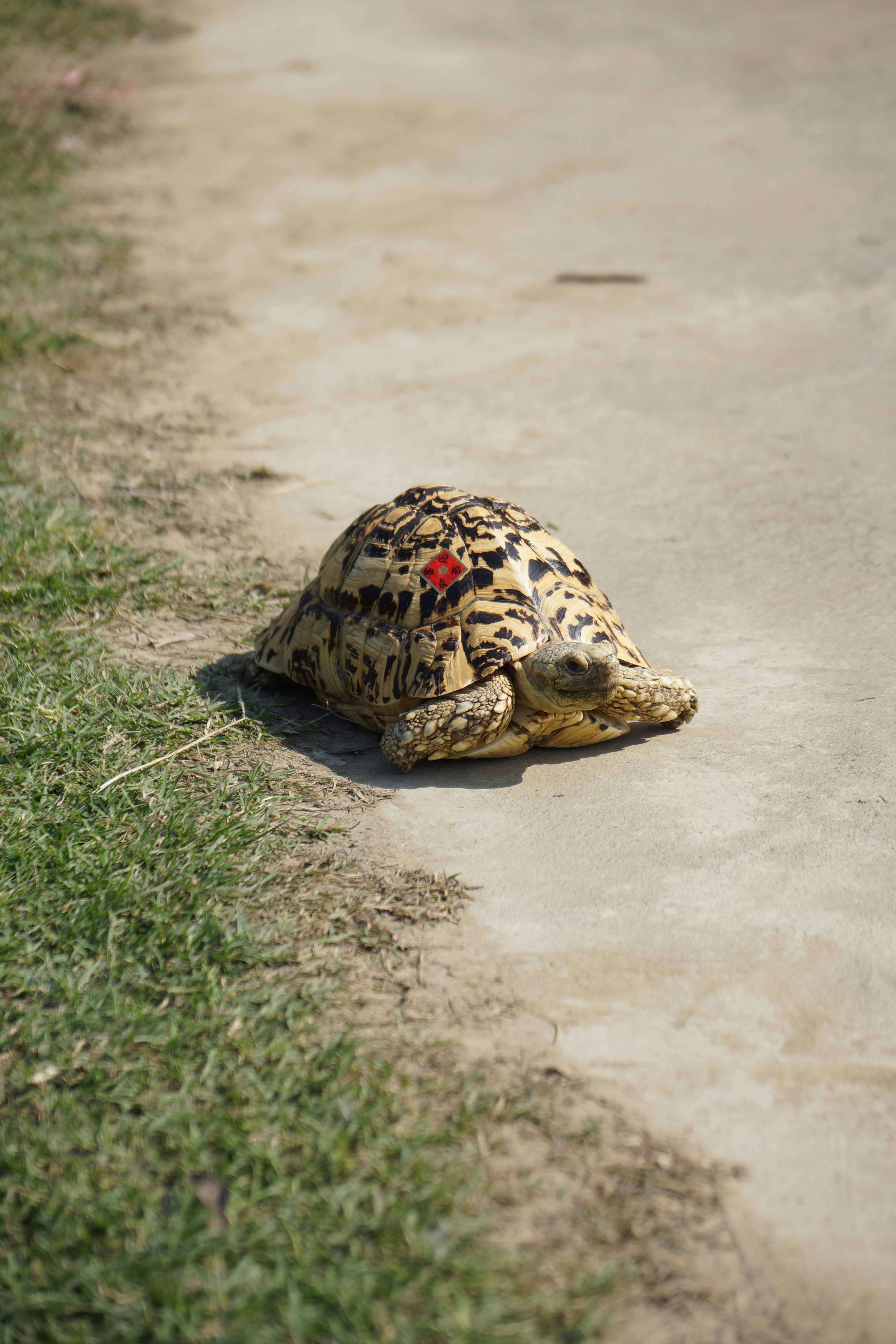 A tortoise shell sitting on the side of a road photo – Free Tortoise ...