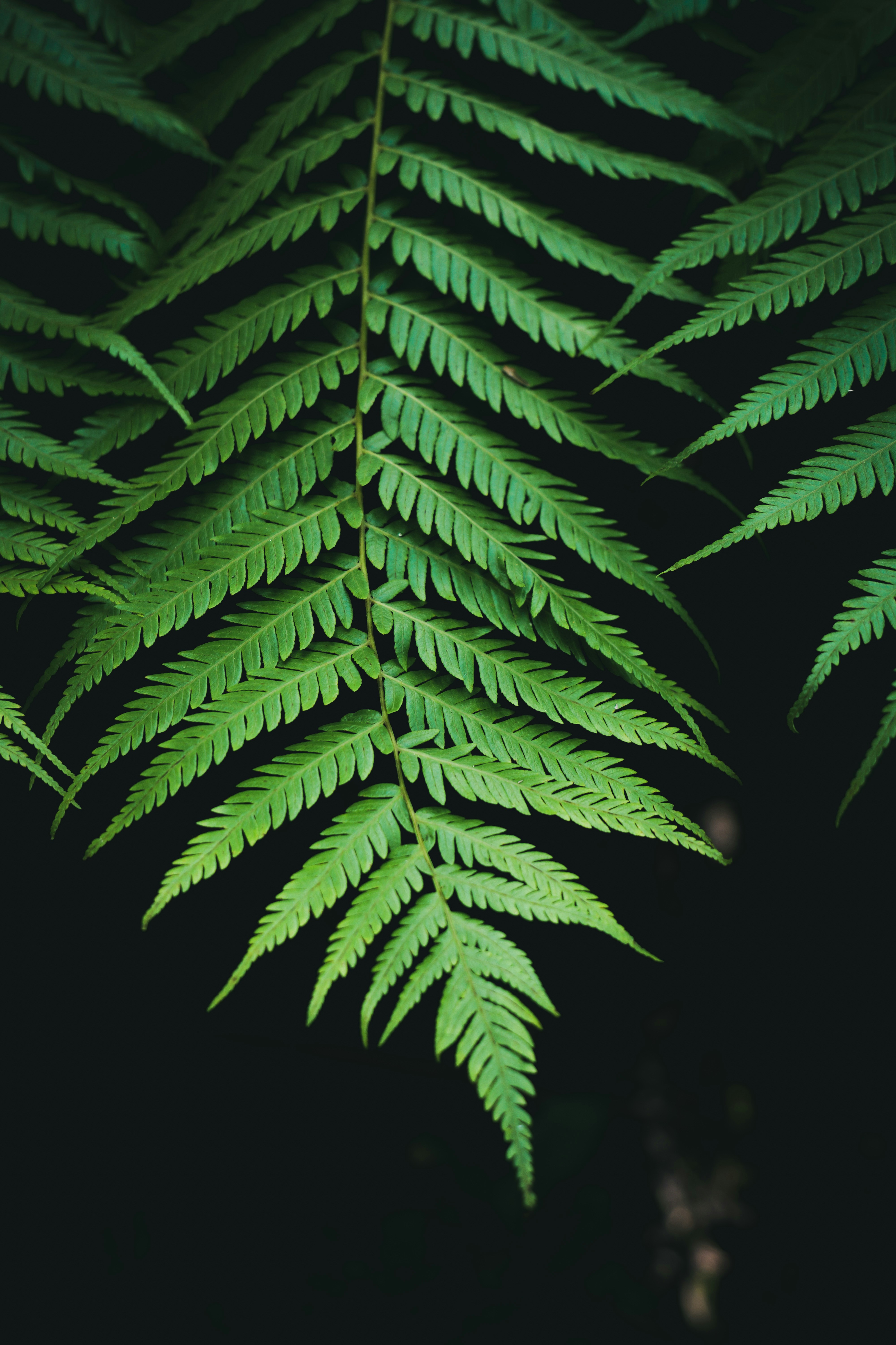 Midnight Fern: A Green Lattice Against Velvet Night