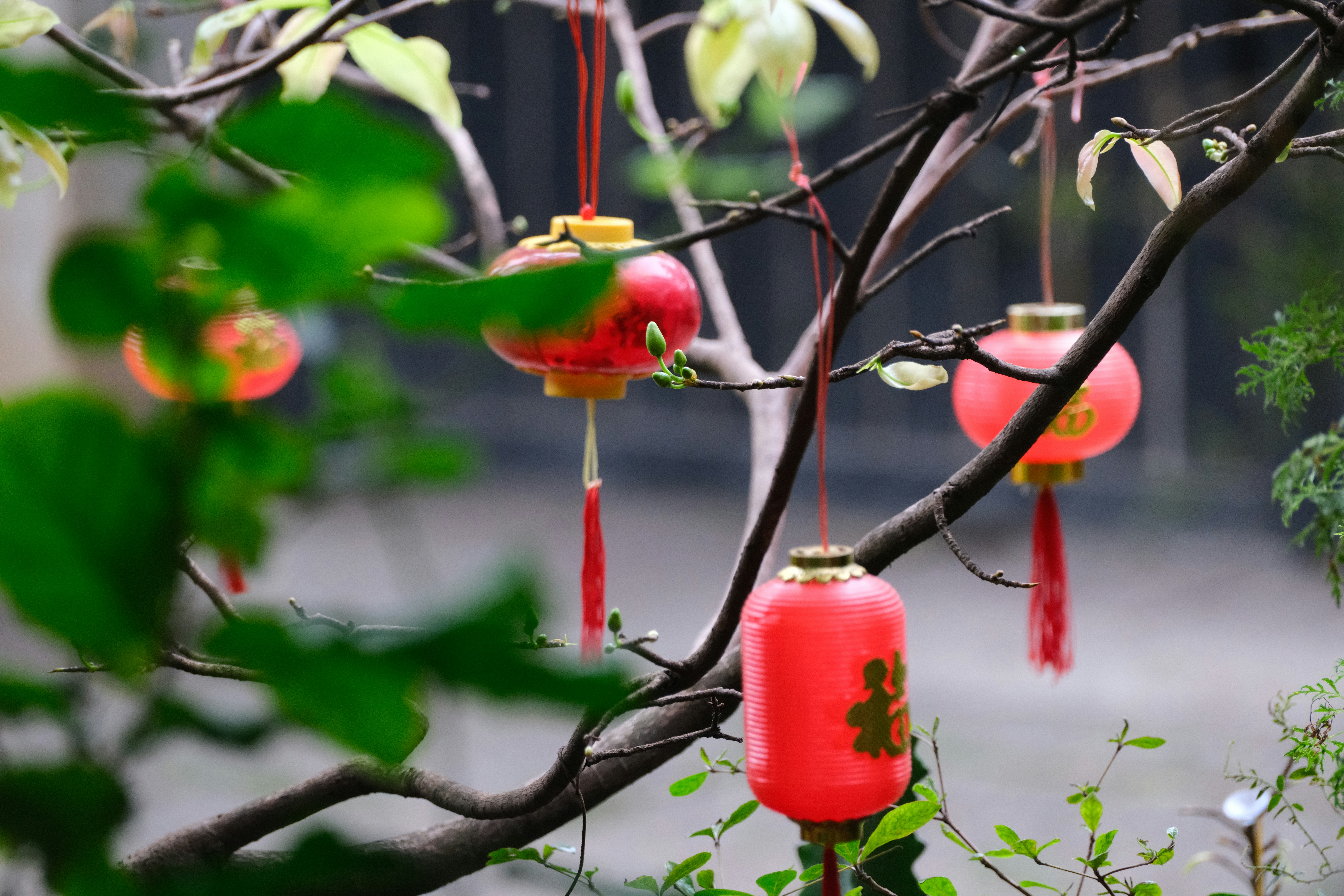 Scarlet Lanterns Framing a Quiet Garden Canopy