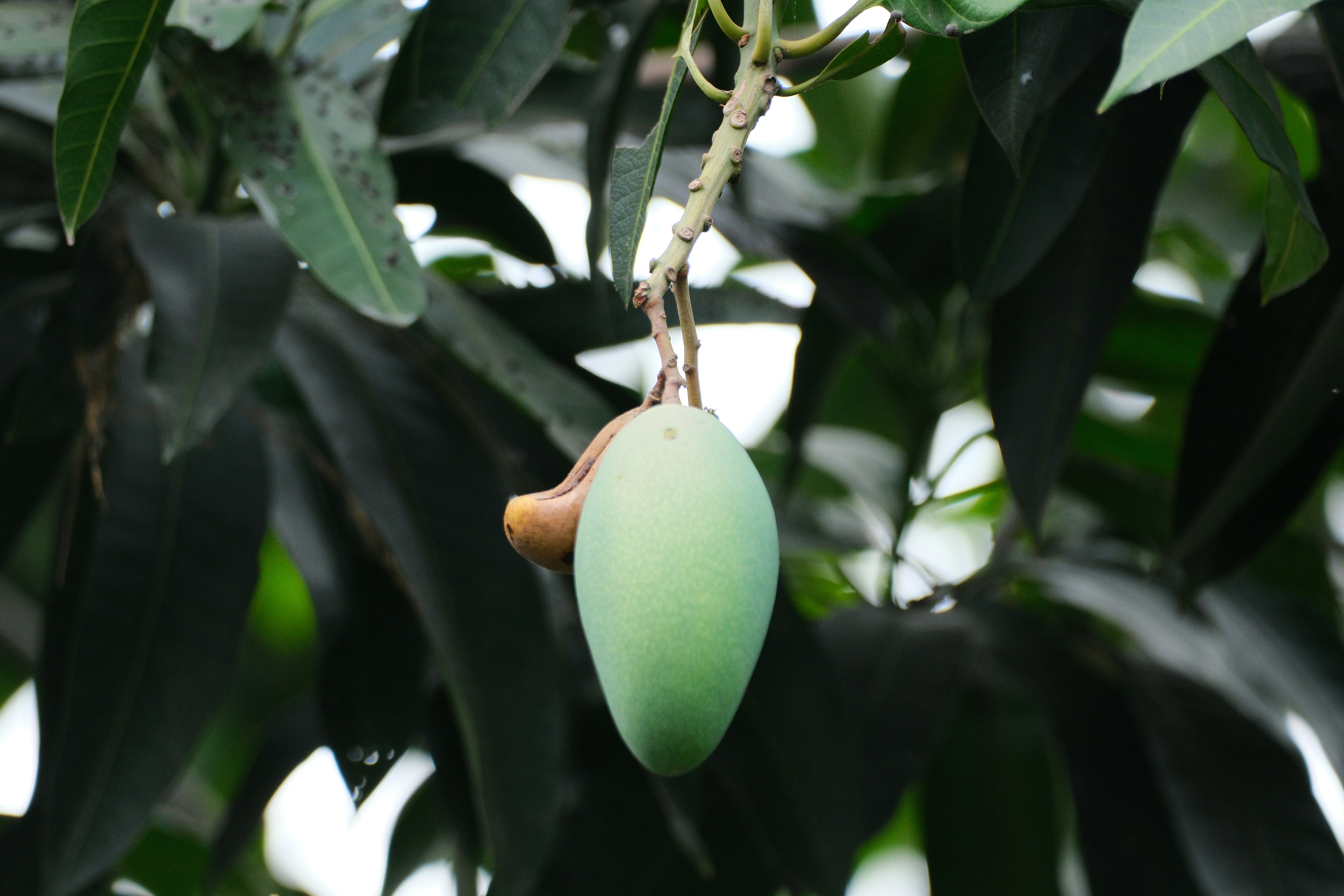 Emerald Mango Pendant Suspended Among Dense Foliage