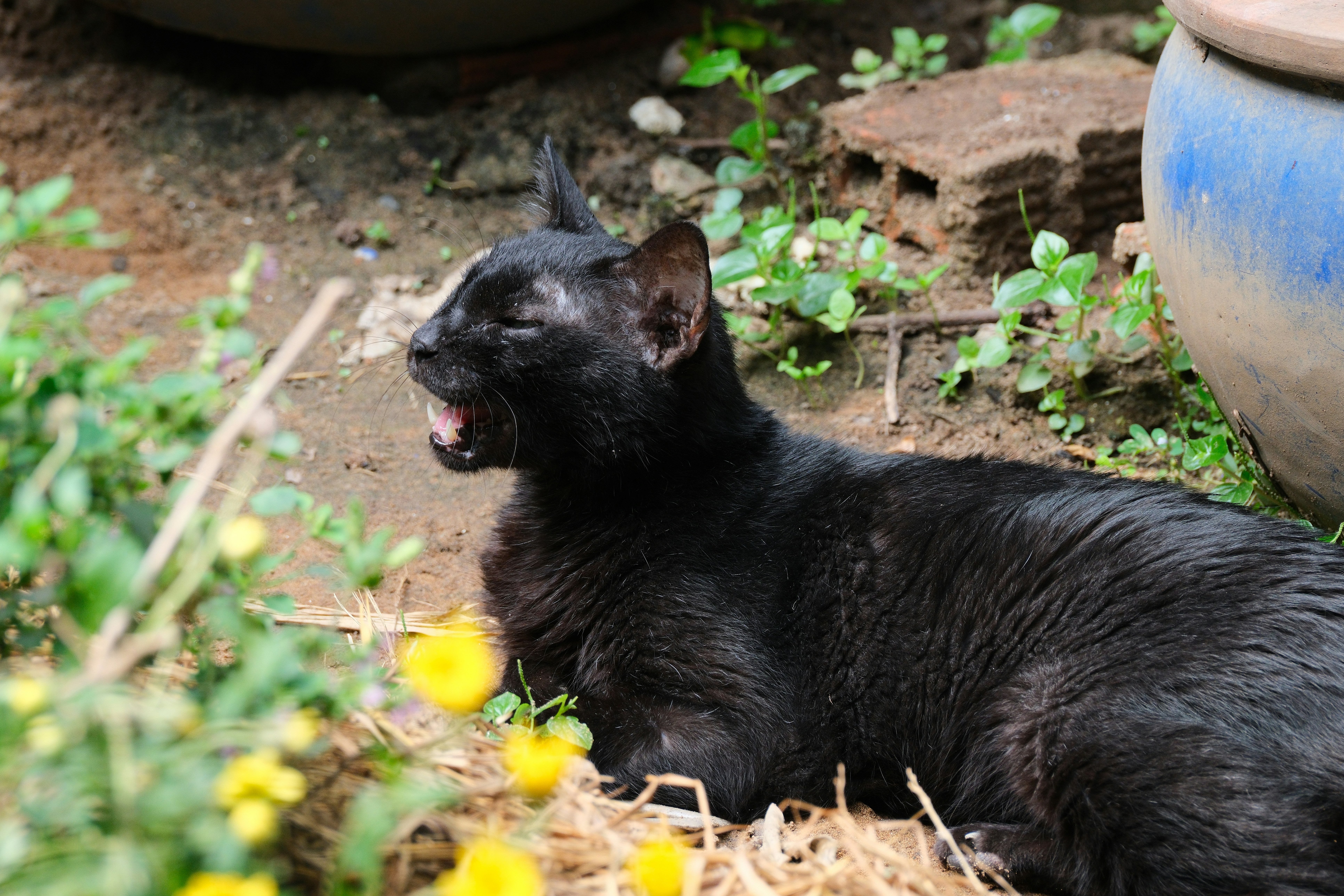 Midday Moue: A Black Cat Lounges by Garden Debris