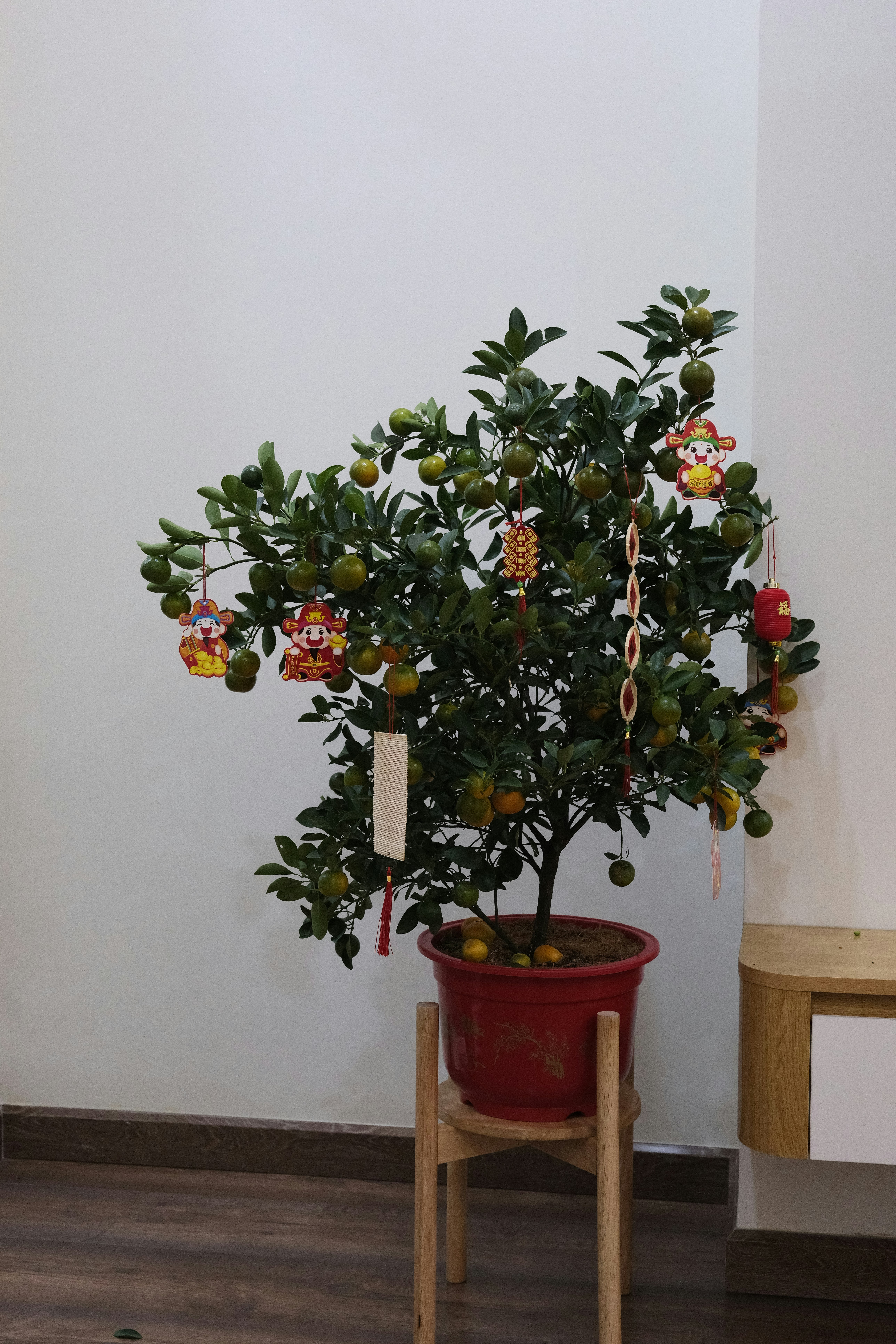 Citrus Ornament Grove in a Red Pot: An Indoor Holiday Tree