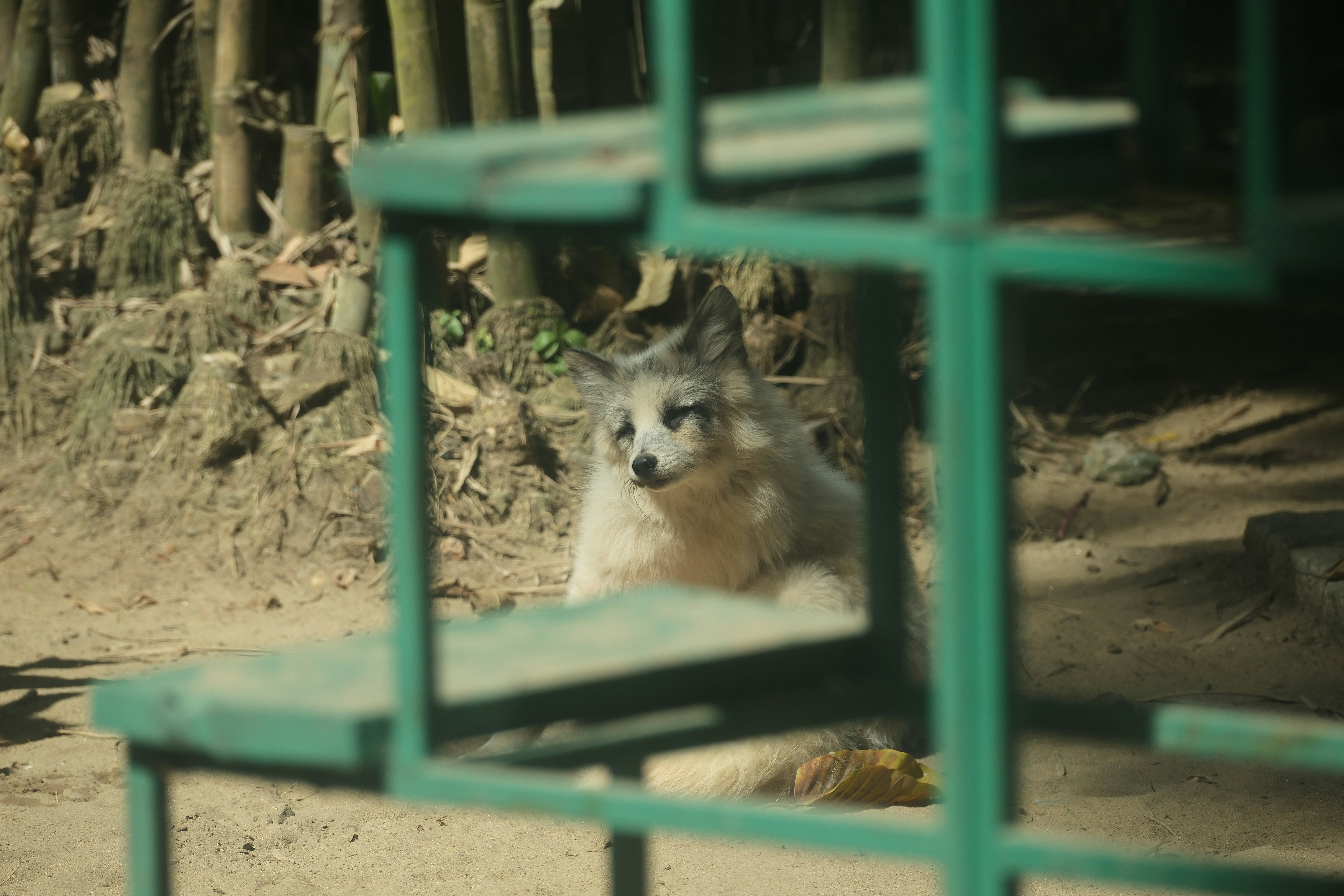 A fluffy dog rests in dappled sunlight behind green bars with a bamboo backdrop.