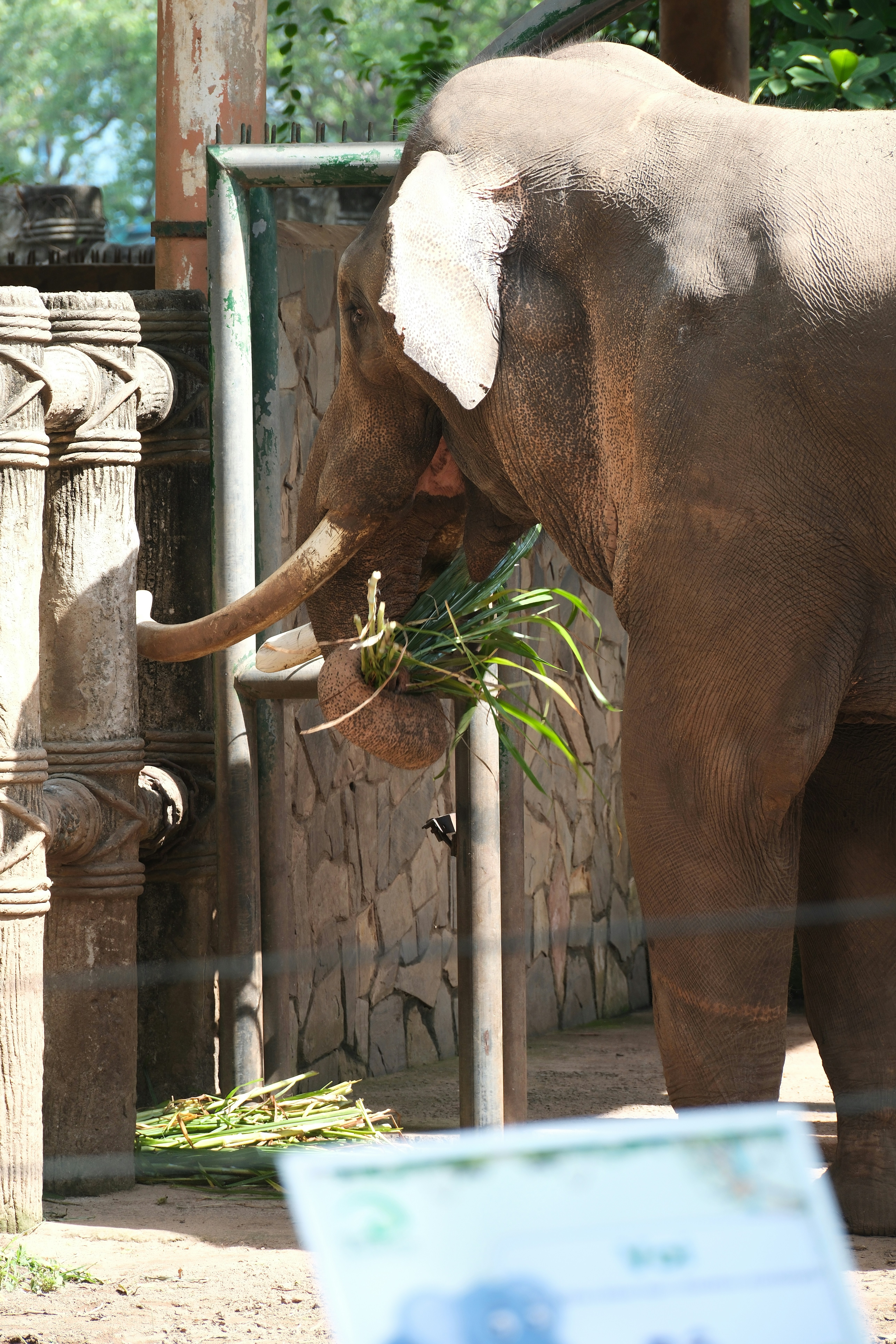 Trunkful of Greens: Feeding Moment in a Sunlit Zoo Enclosure
