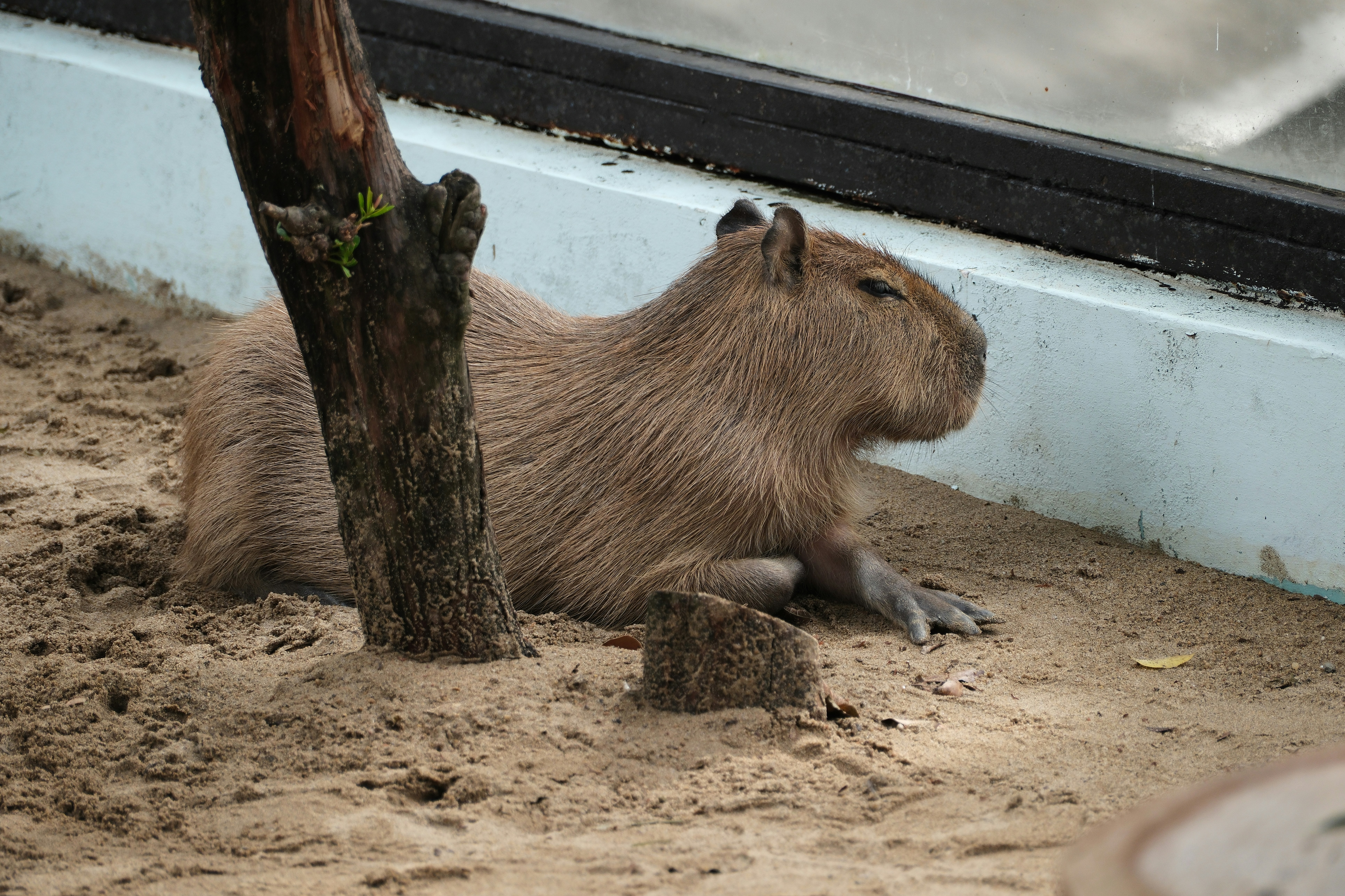 A capybara laying on the ground next to a tree photo – Free Animal ...