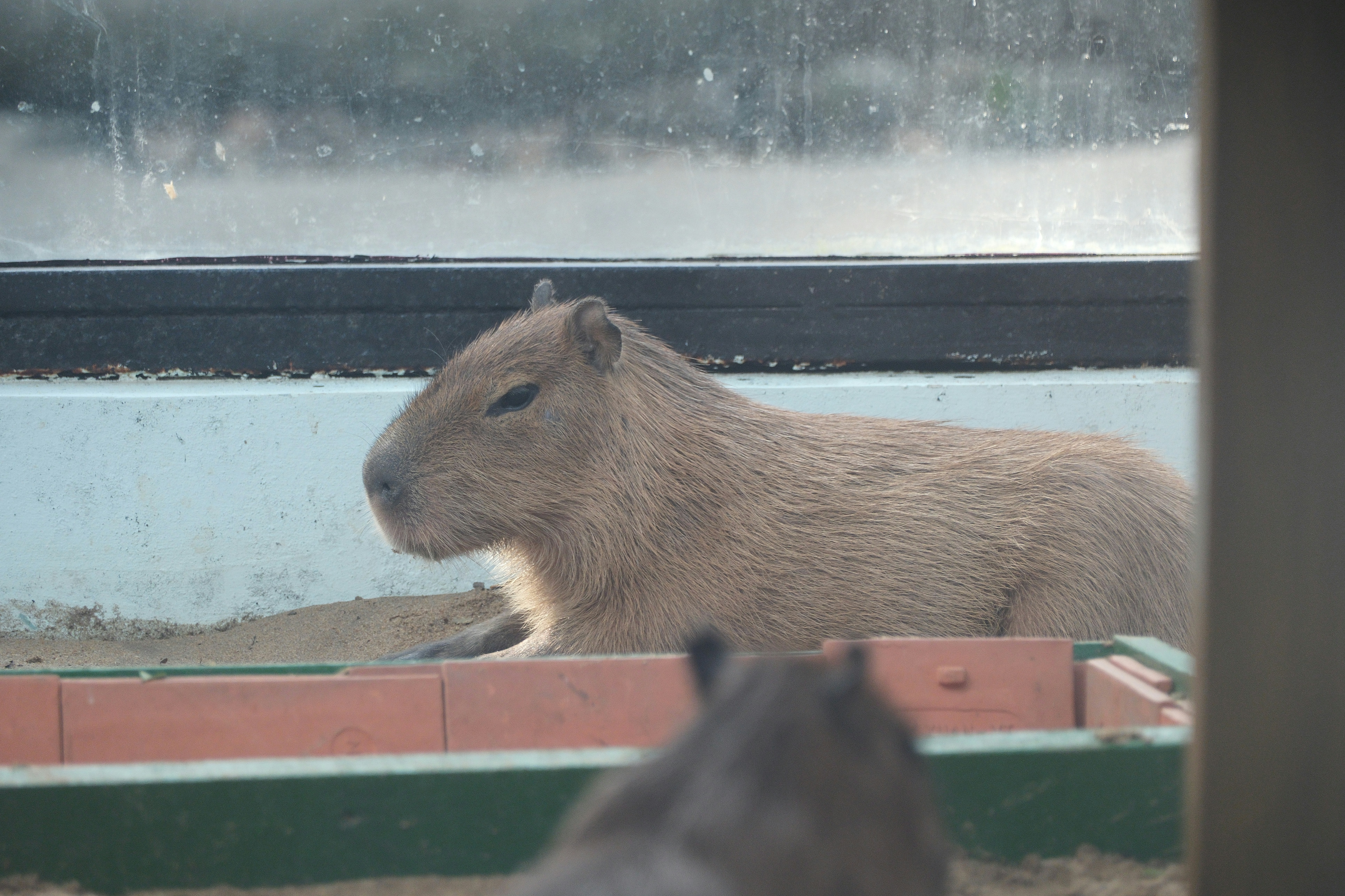 Imagens de Capivara Fofa | Baixe imagens gratuitas na Unsplash