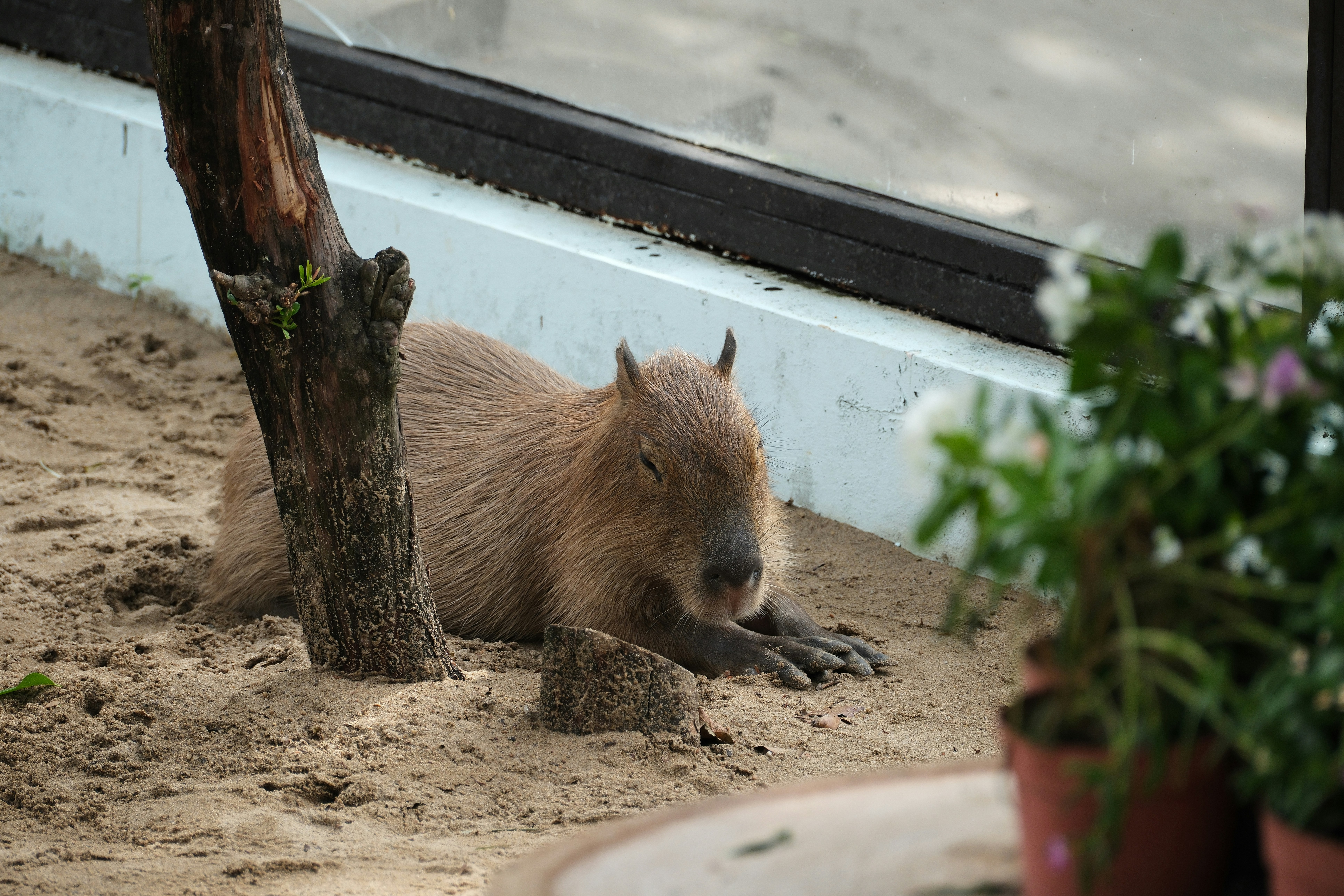 Tranquil Capybara in a Cozy Corner