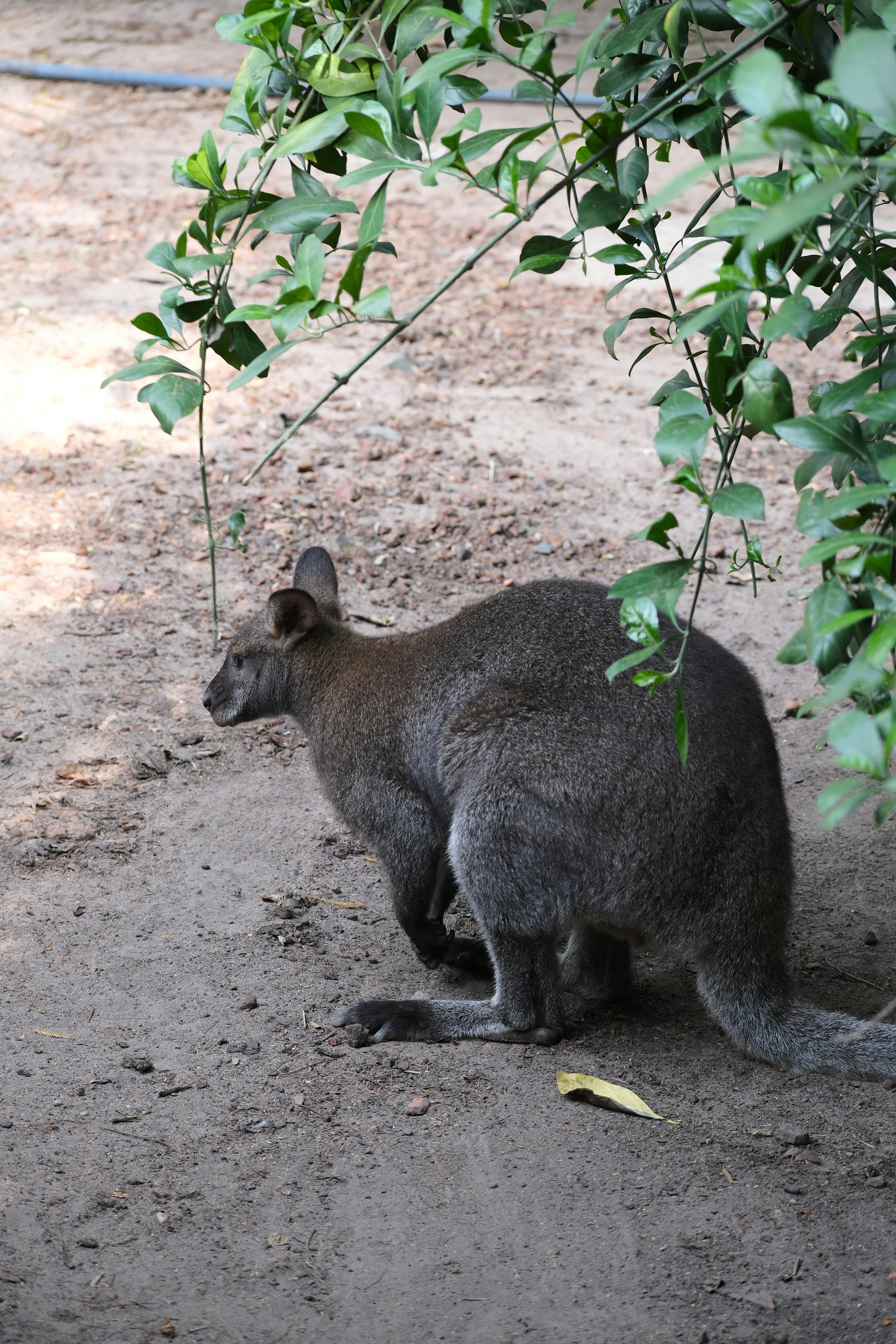 Dusty Path Vigil: A Wallaby Pauses Under a Green Canopy