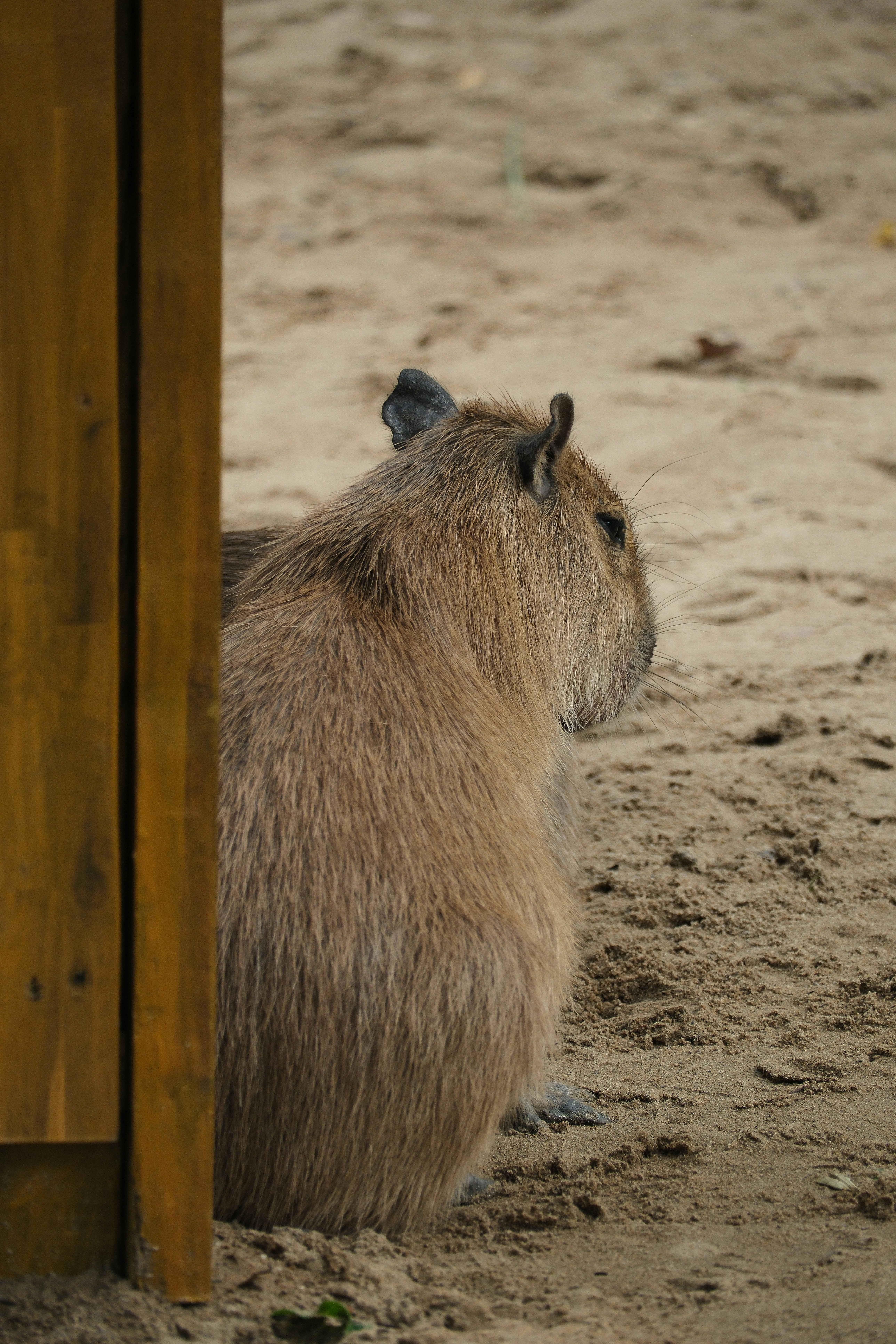 A capybara is sitting in the sand by a door photo – Free Groundhog day ...