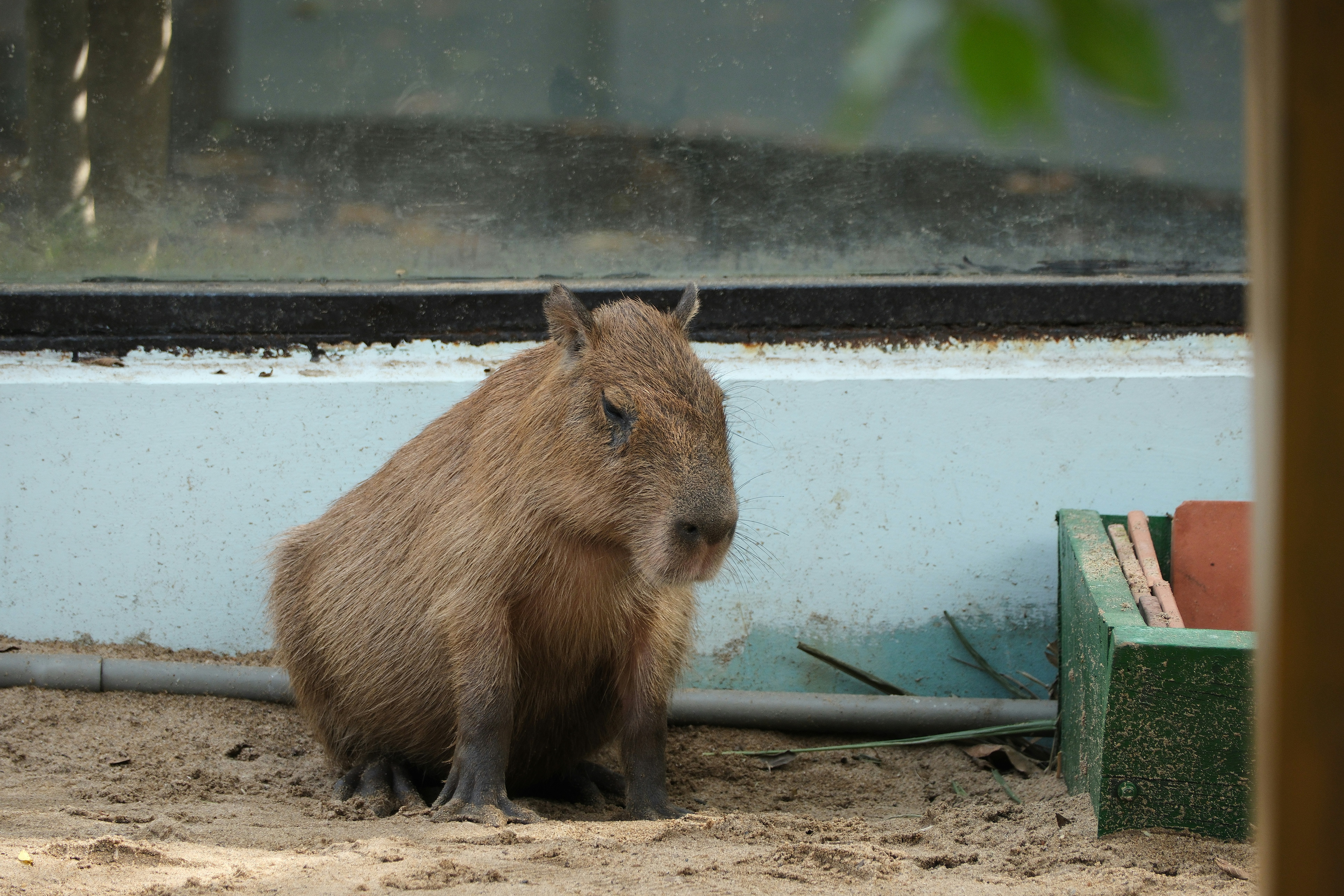 Cute Capybara Chibi Art Pictures | Download Free Images on Unsplash