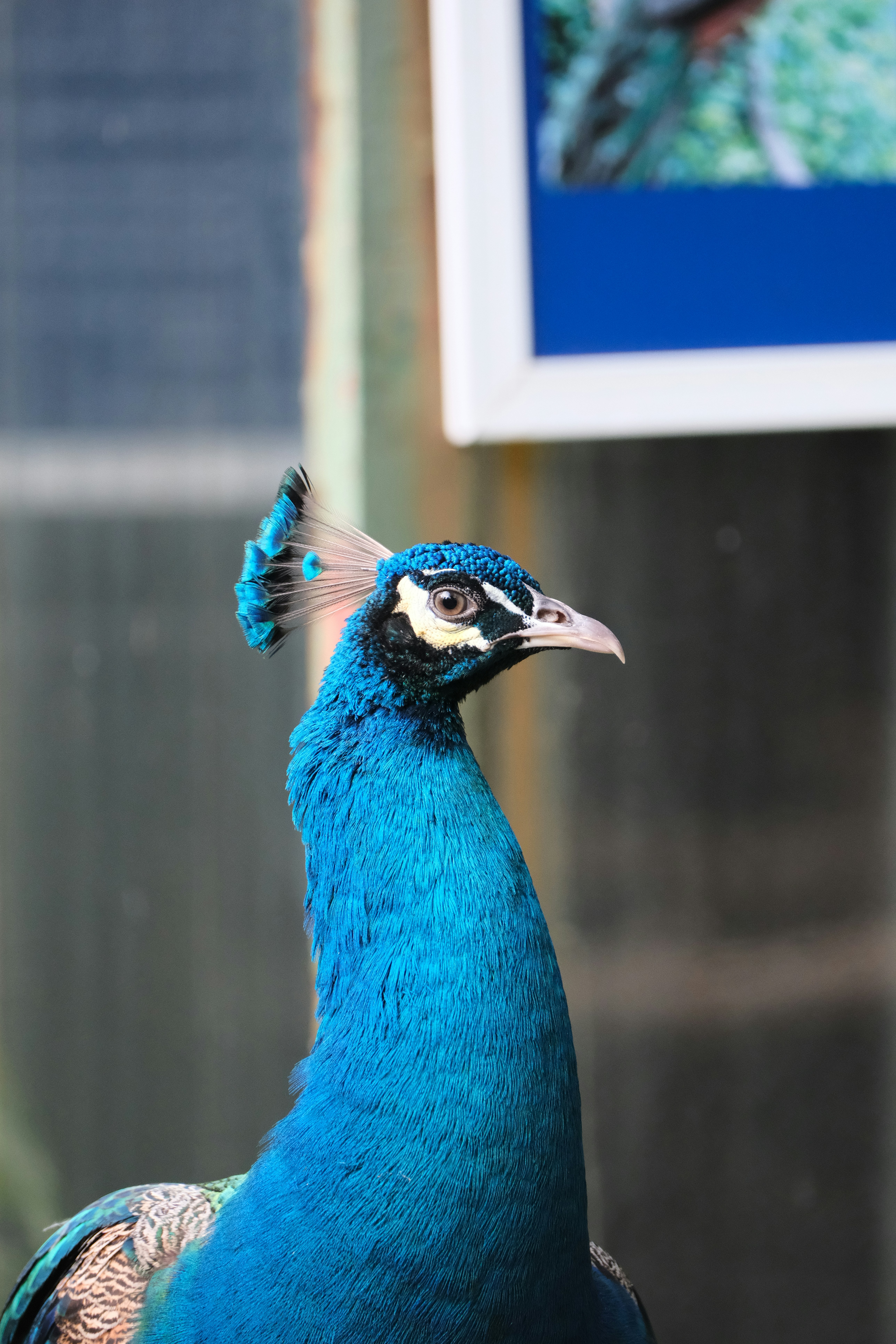 Azure Crest in Focus: A Peacock's Gaze Framed by a Soft Backdrop