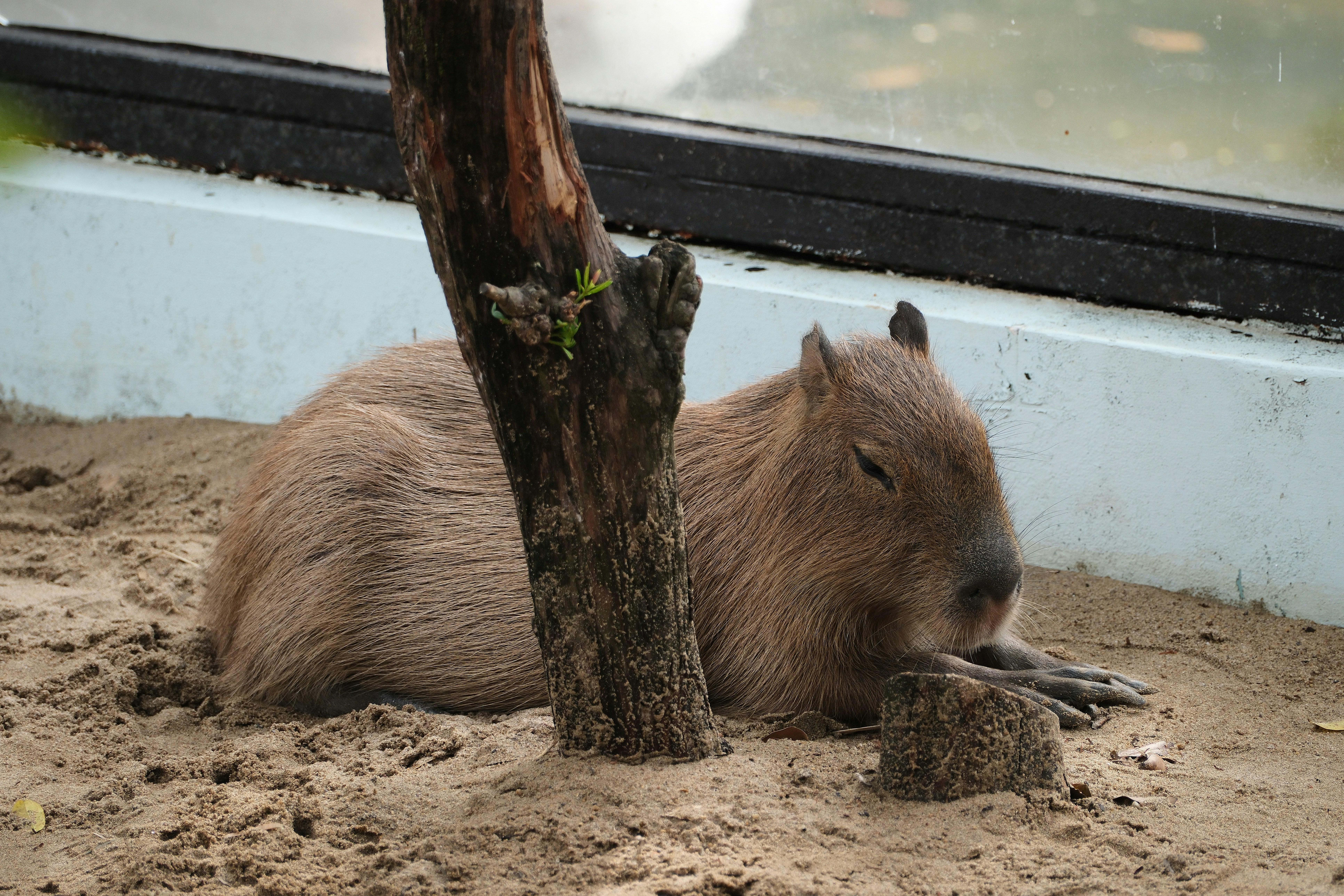 A capybara laying under a tree next to a window photo – Free Animal ...