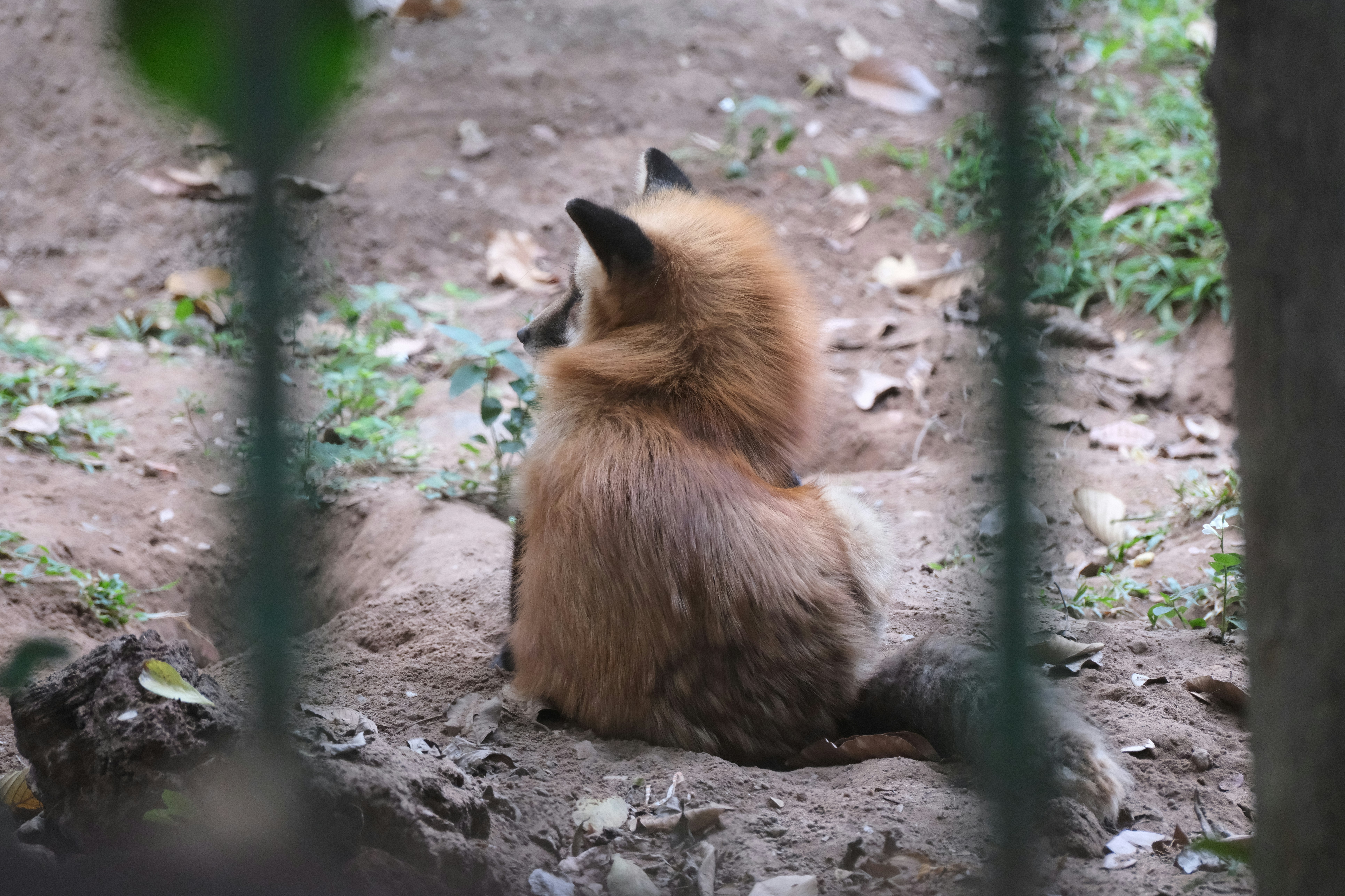 A brown animal sitting on top of a dirt field photo – Free Animal Image ...