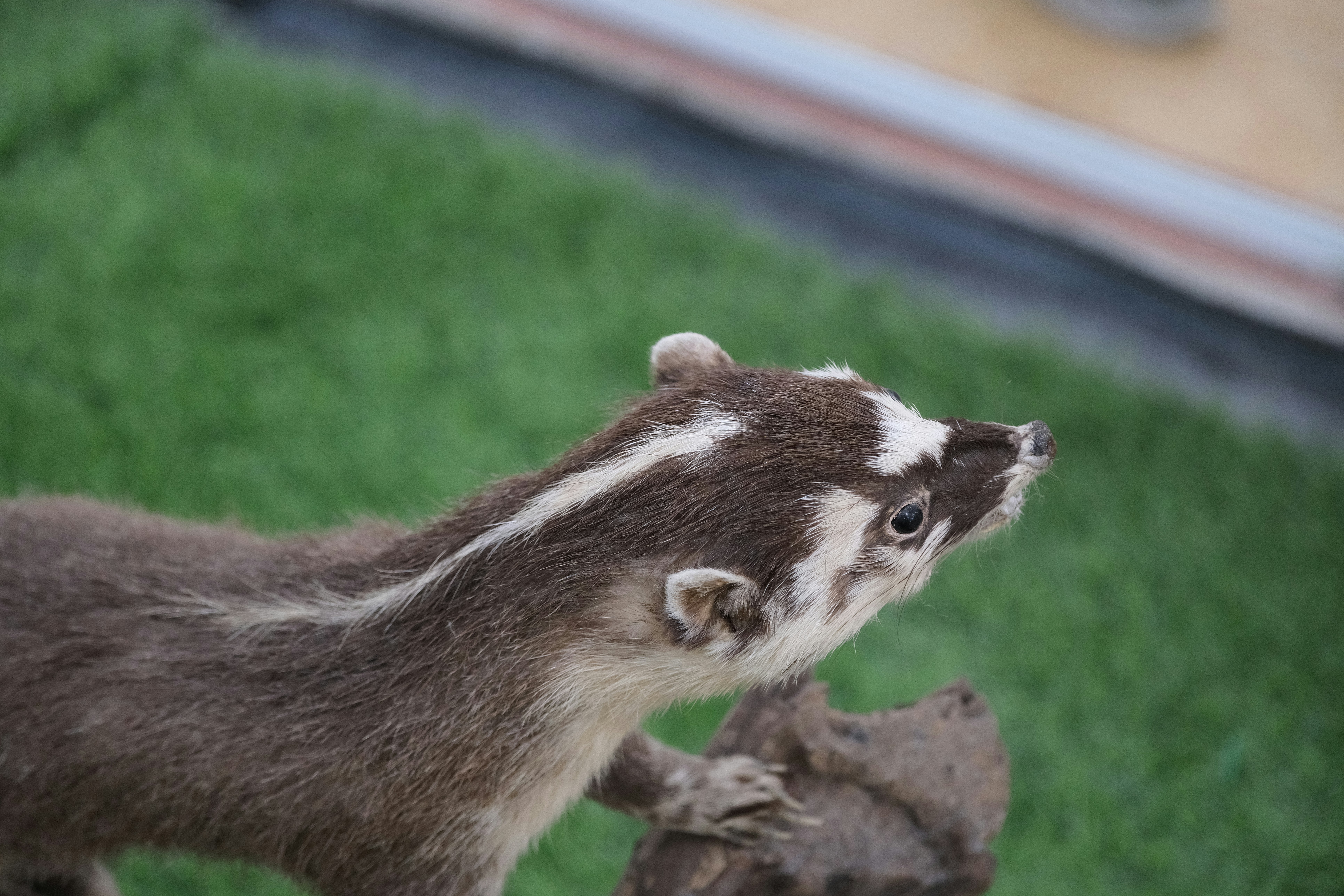 Curious ferret on a grassy path eyes a weathered log.