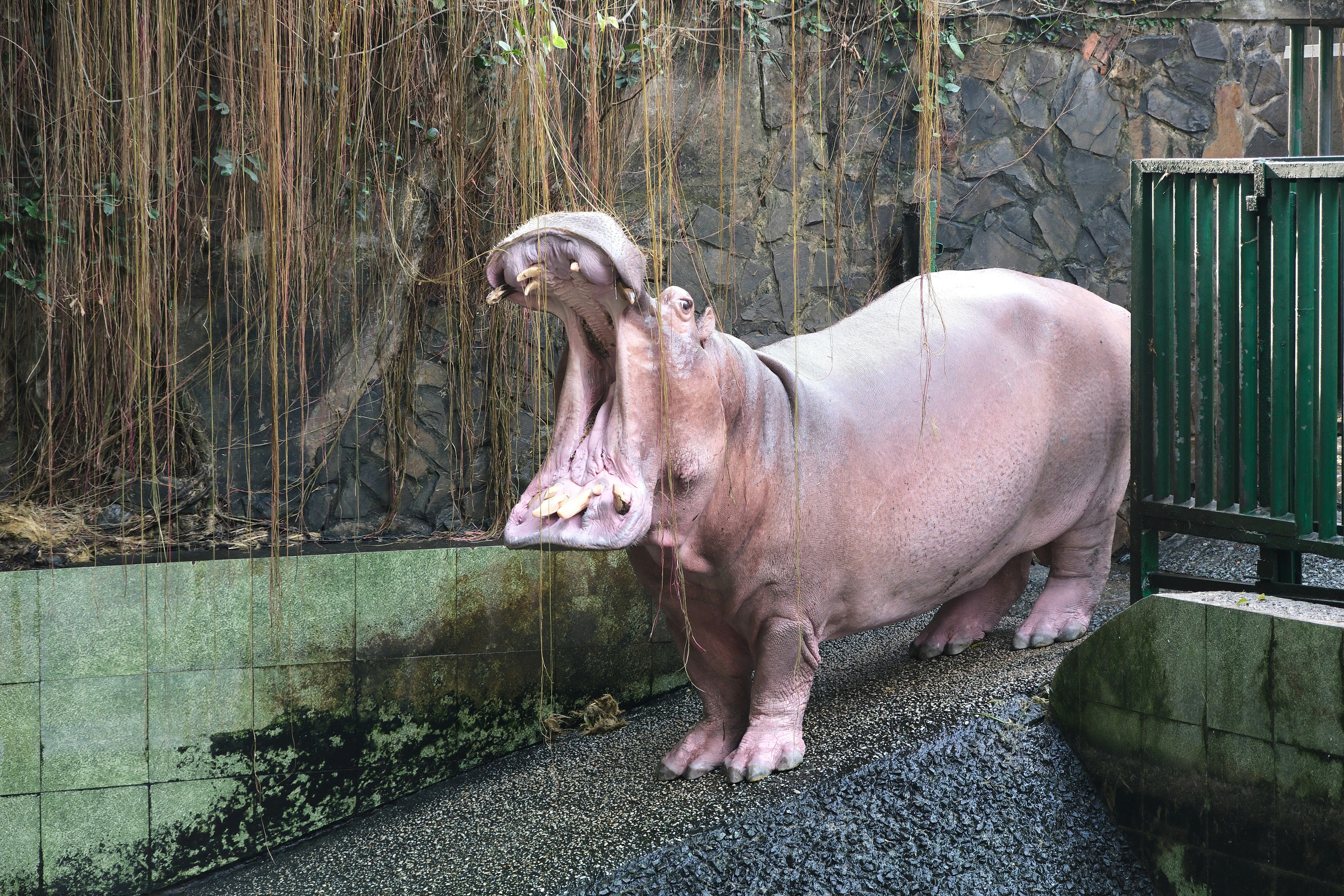 A hippopotamus in a zoo enclosure with its mouth open photo – Free ...