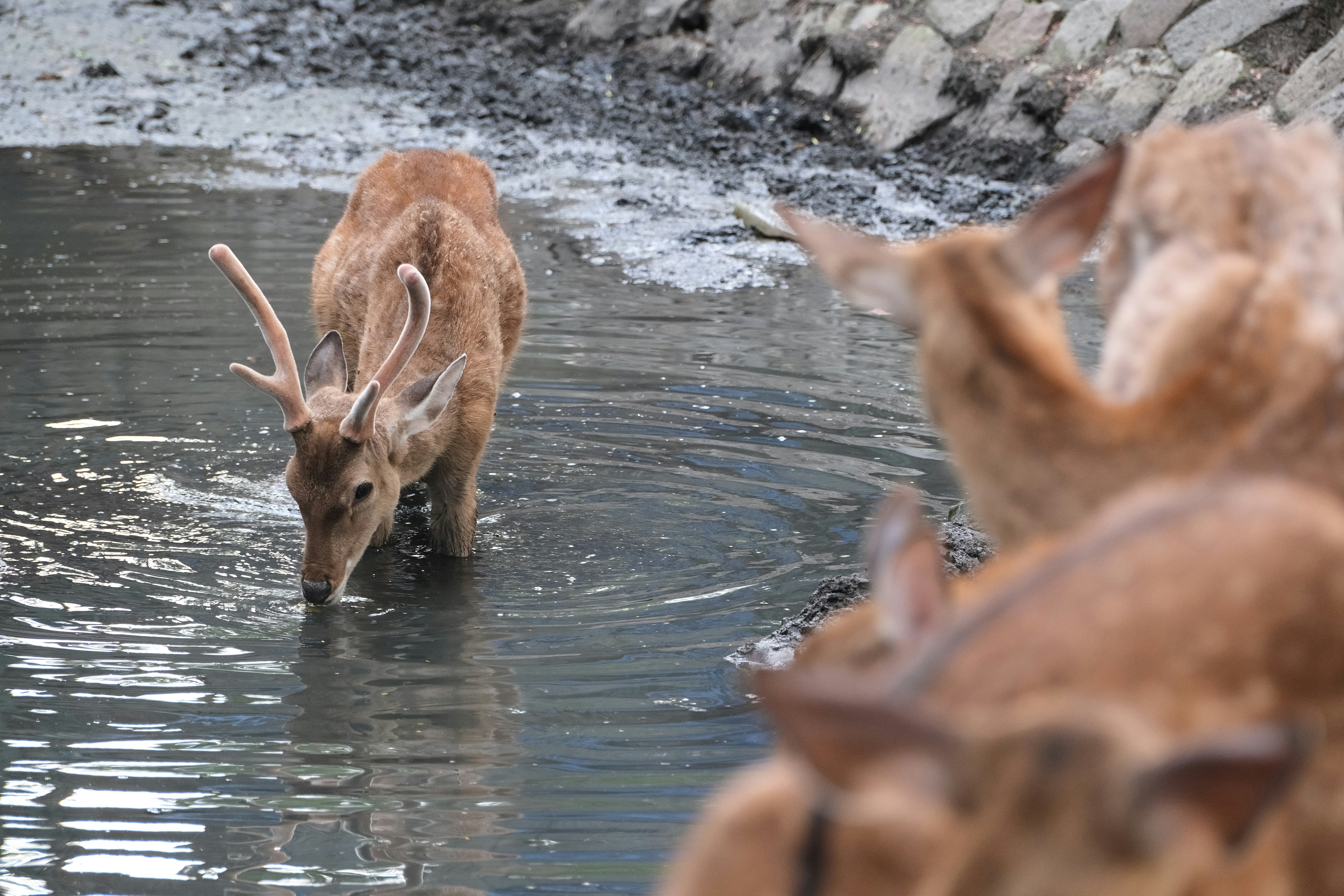 Antlered Drift: A Deer Pauses to Drink at a Quiet Pond