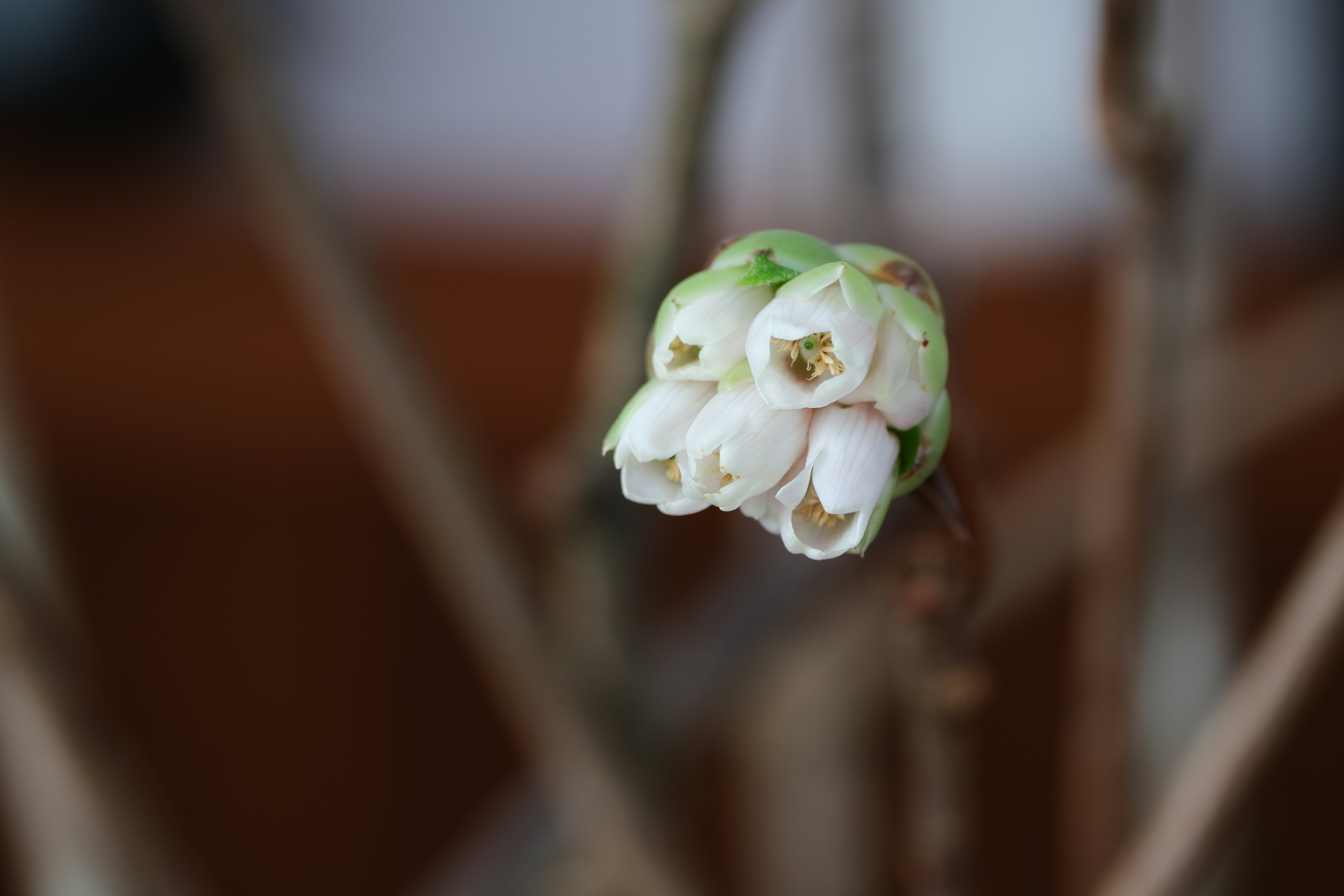 White bloom peeking through a maze of bare twigs