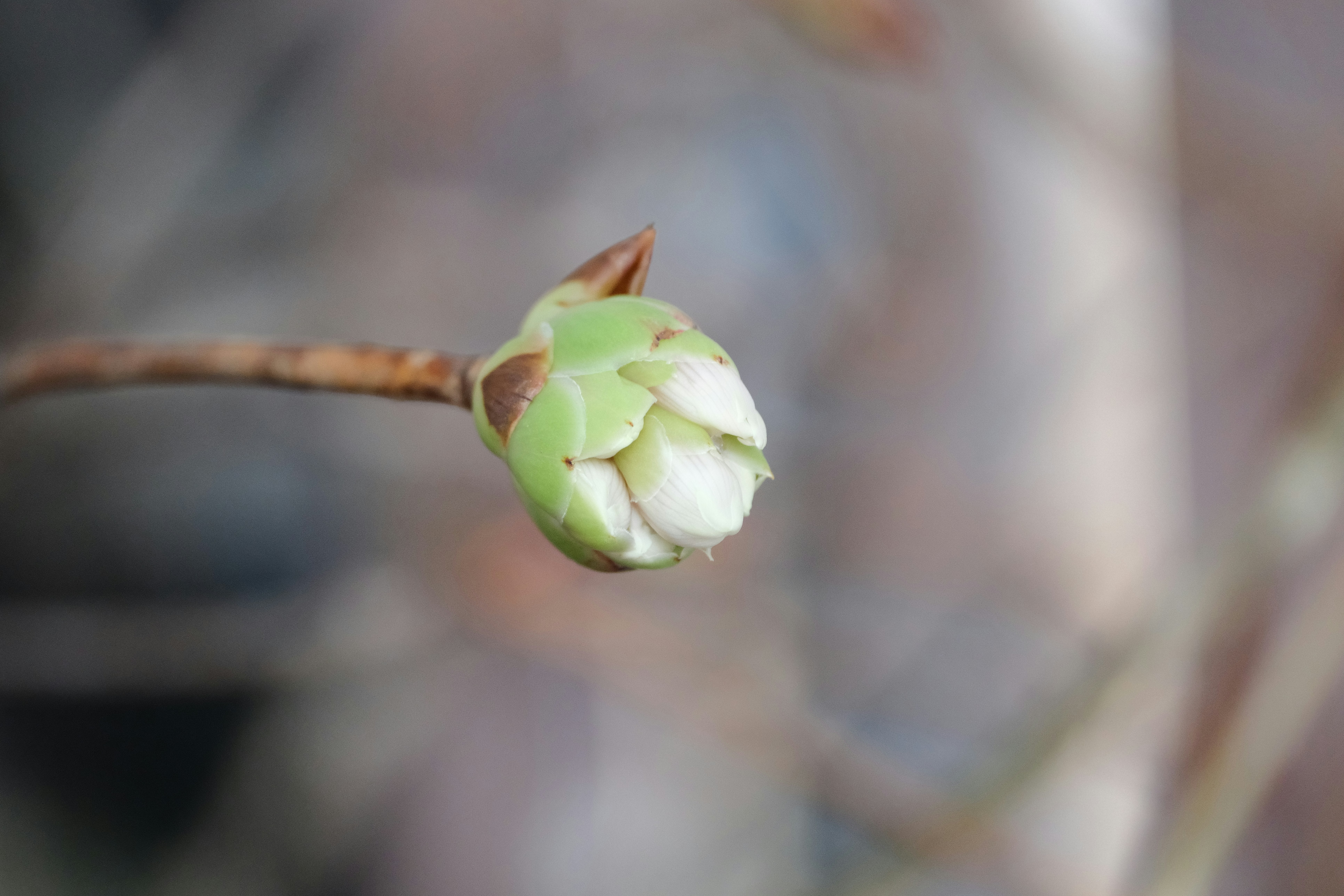 Emerging Bud: A Delicate Blossom Form Brimming with Quiet Potential