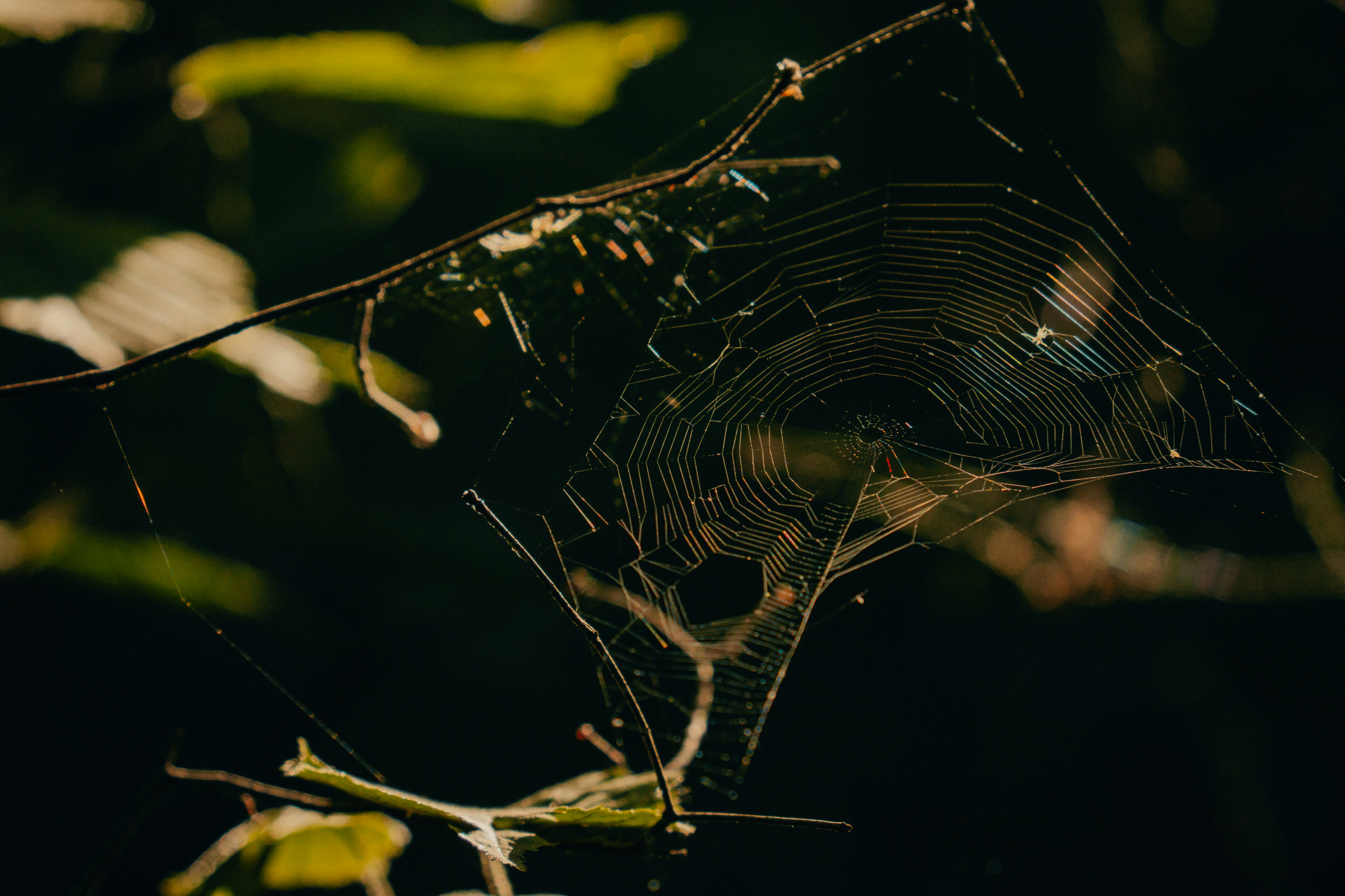 Spiral Silk in Shadowed Light: The Quiet Geometry of a Spider Web