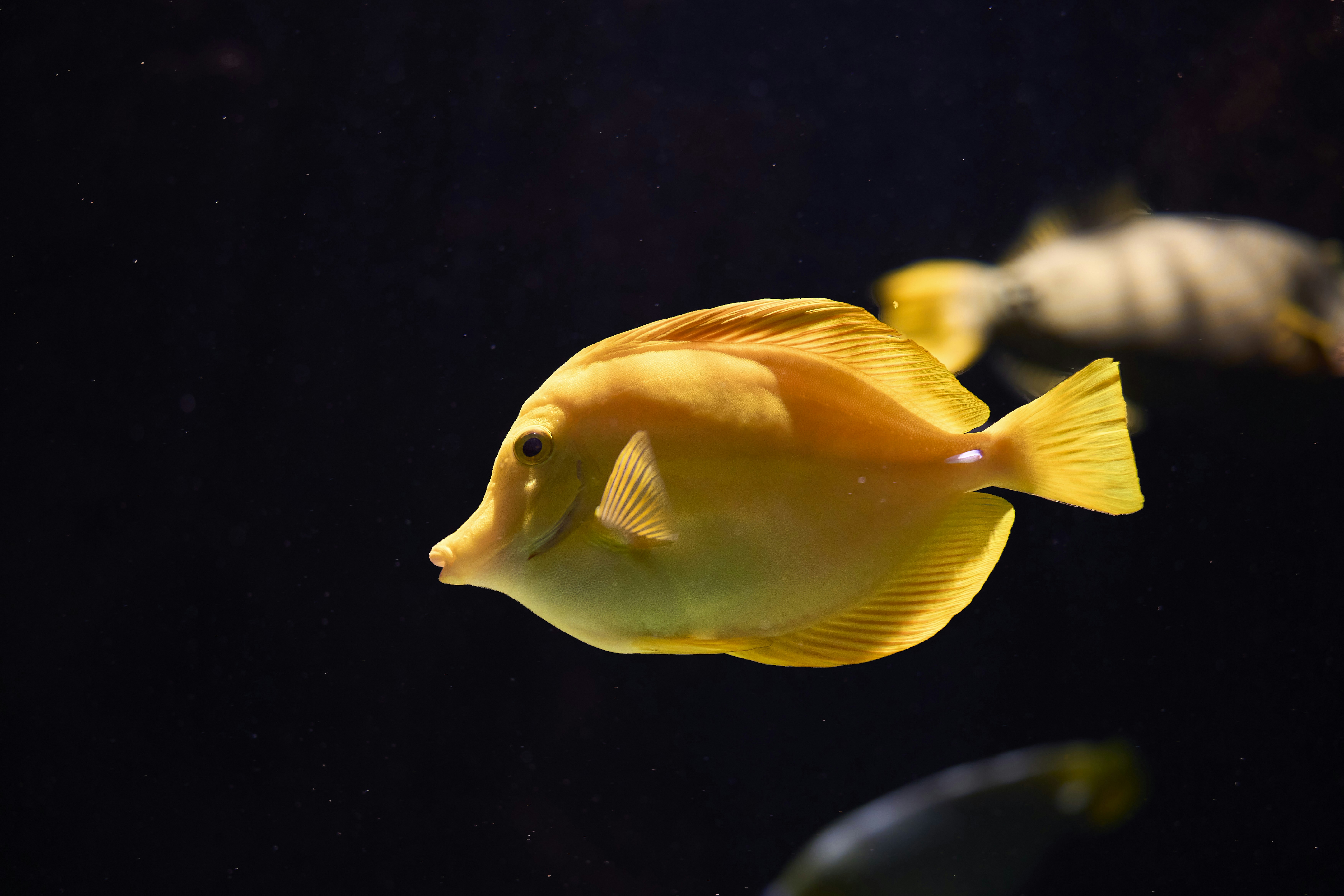 A fish that is swimming in some water photo – Free Animal Image on Unsplash