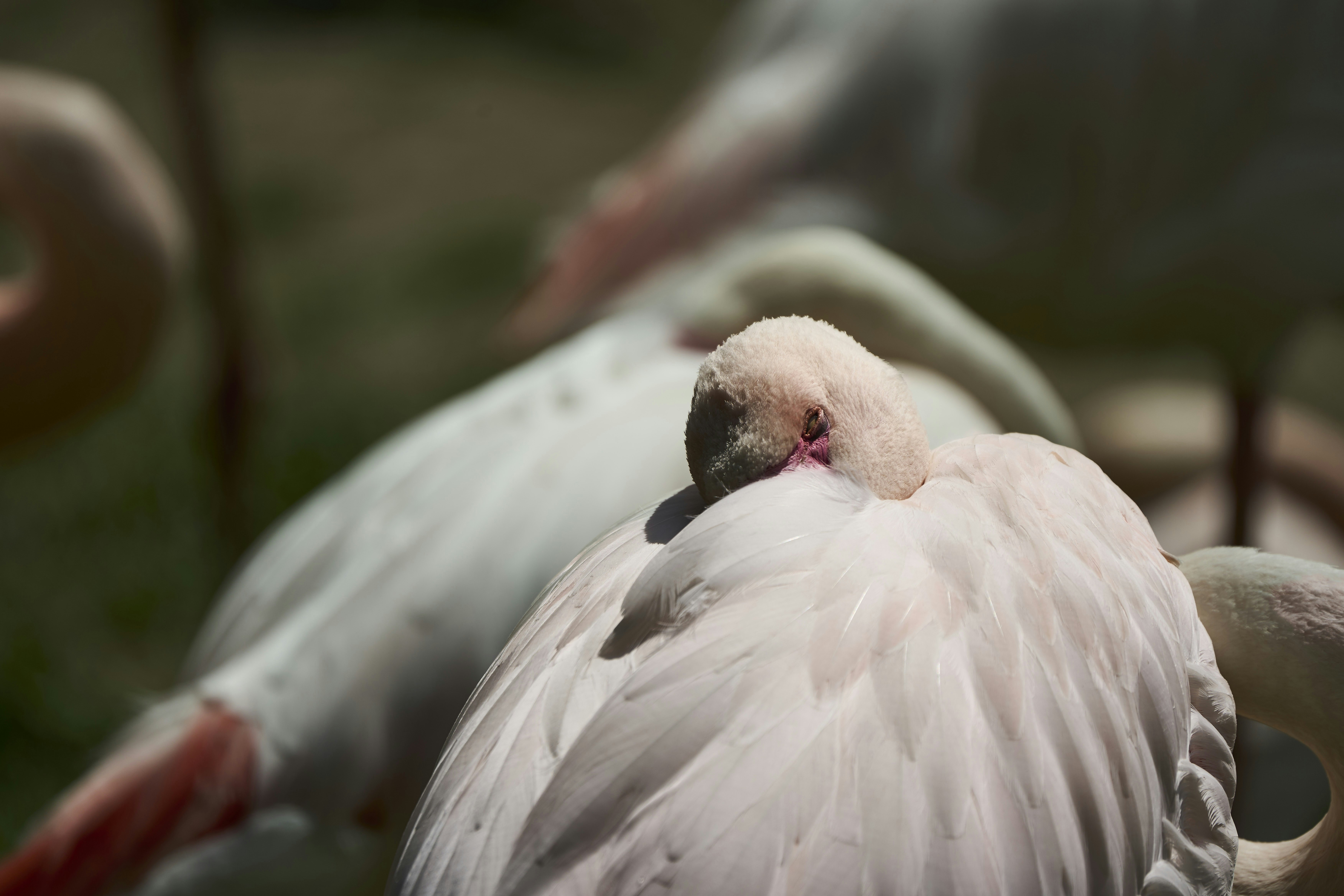 A group of flamingos standing next to each other photo – Free Adult ...