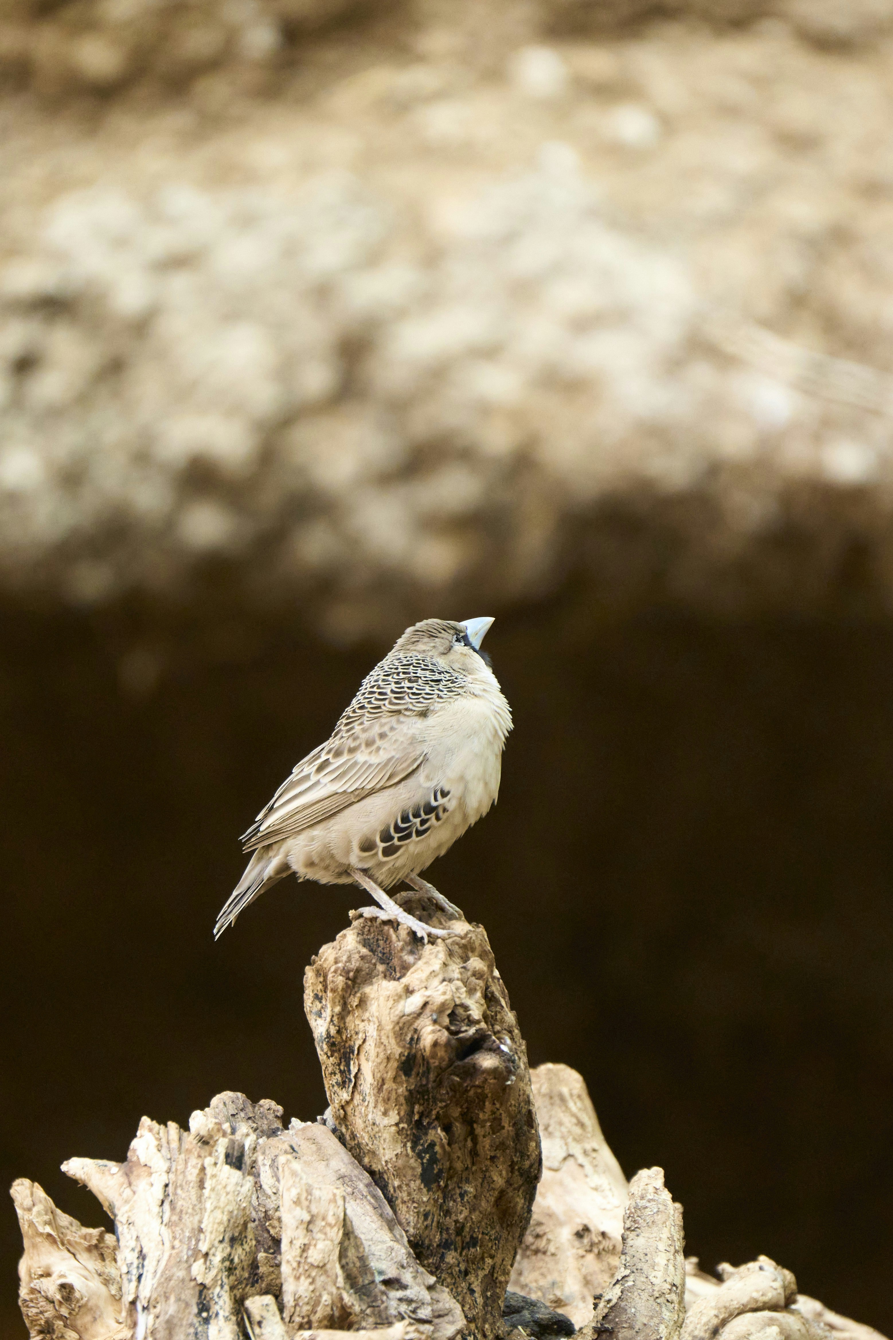 Photo by Wolfgang Hasselmann with Sony Alpha 7 IV