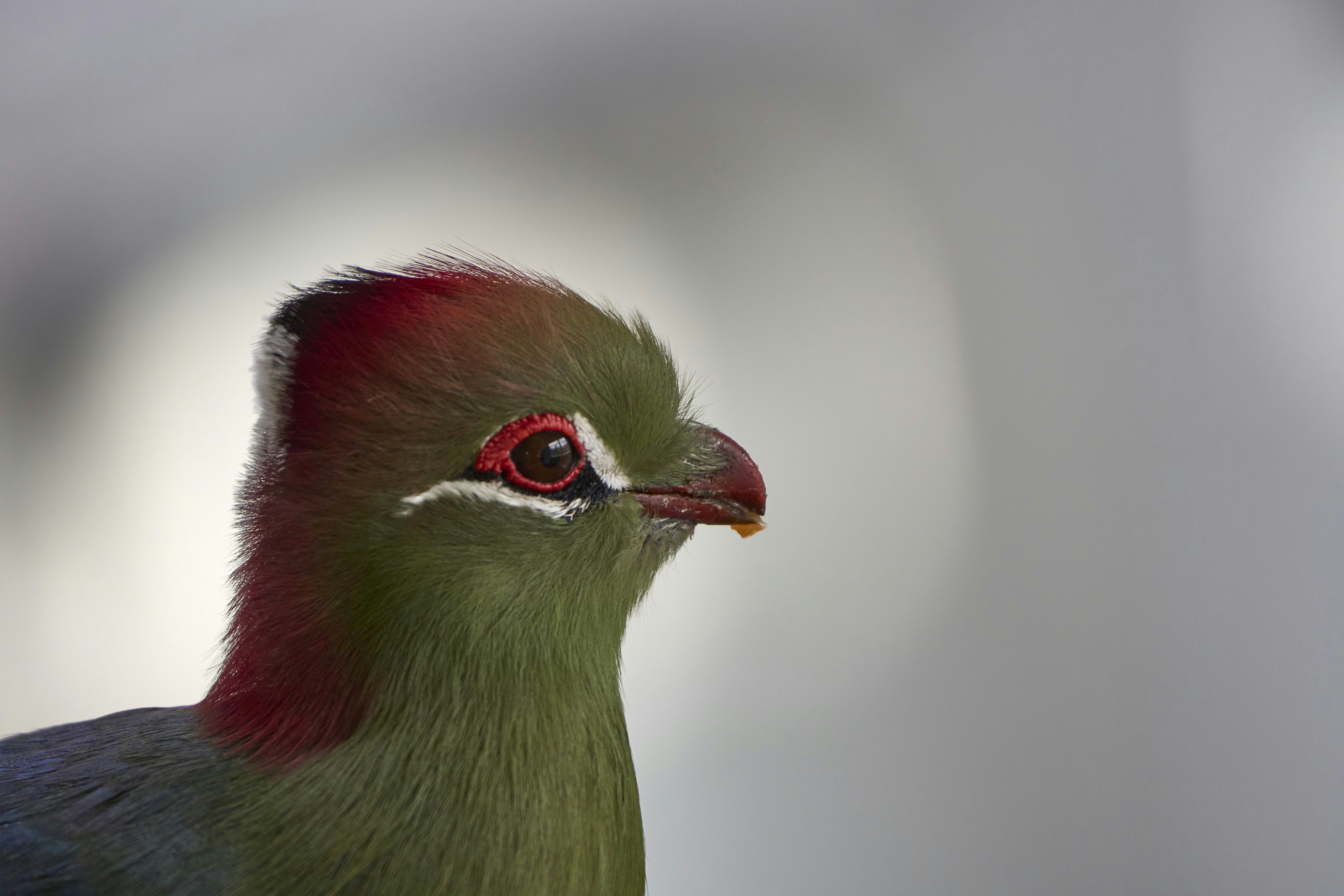A close up of a bird with a blurry background photo – Free Animal Image ...