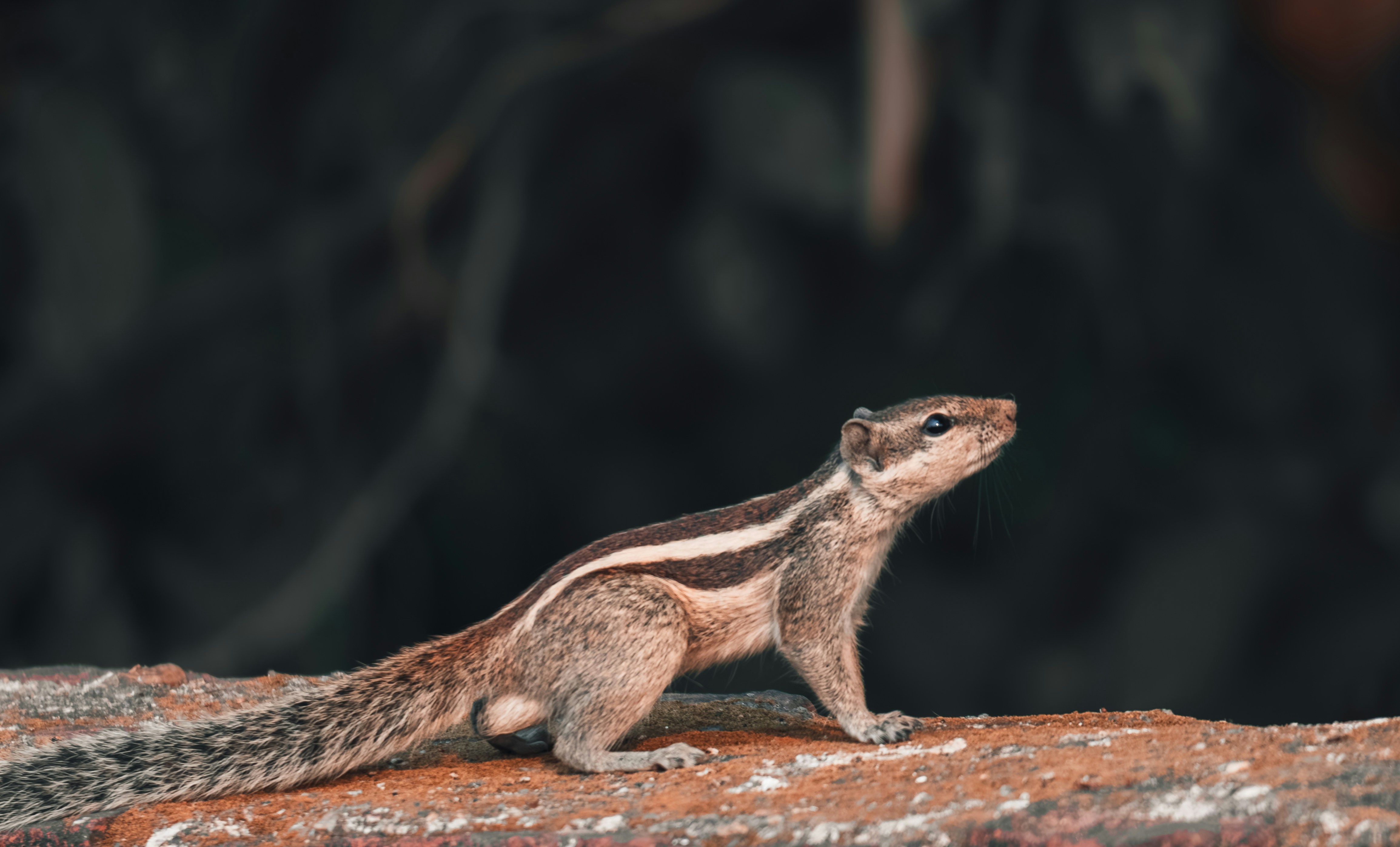Stripe-Lined Lizard on a Weathered Red Rock Against a Shadowed Backdrop