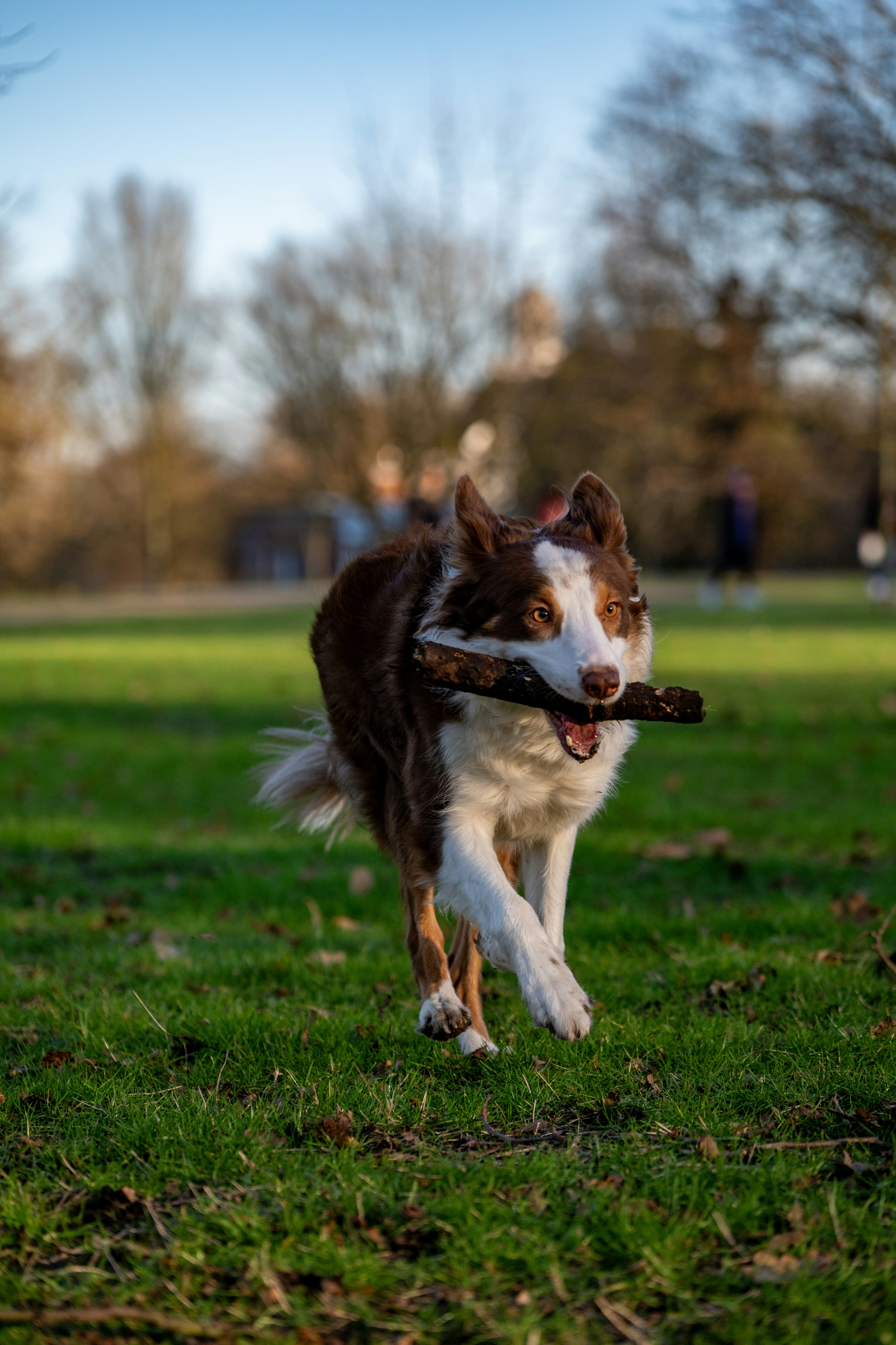 Un perro corriendo con un palo en la boca foto – Imagen de Perro ...